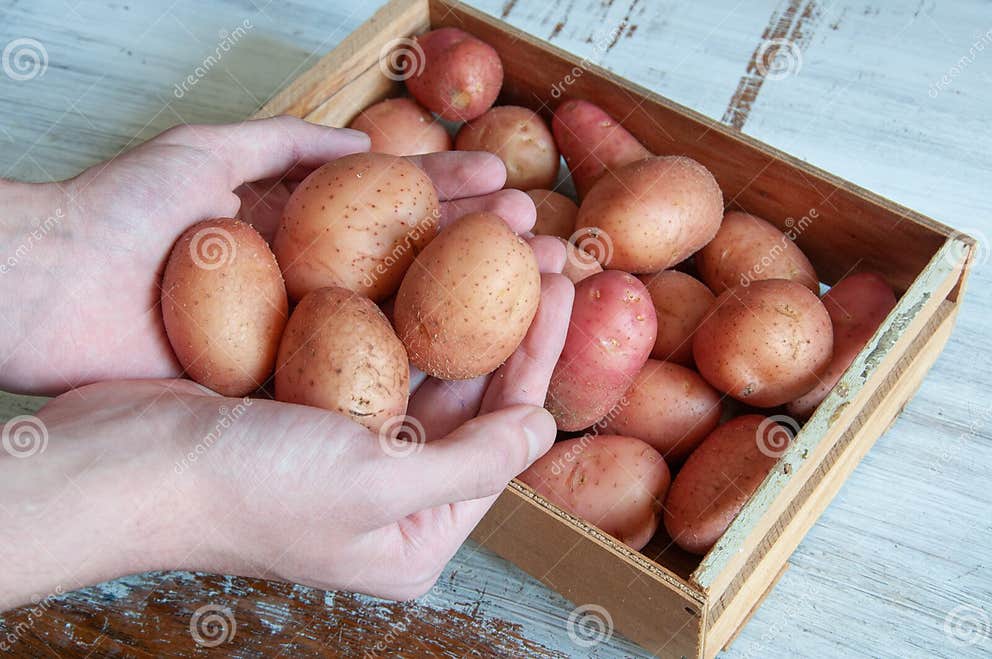 Potato on the table stock image. Image of diet, market - 249541813
