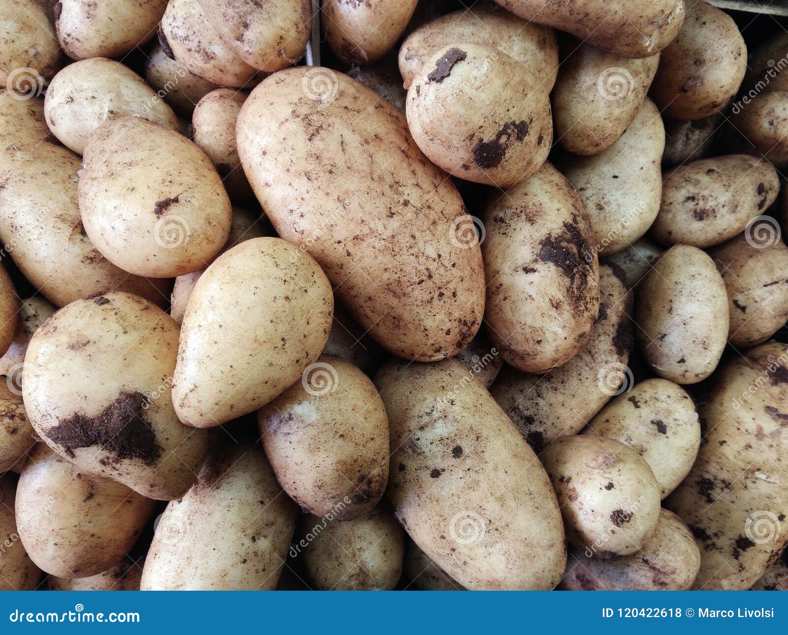 Potato texture stock photo. Image of farm, market, diet - 120422618