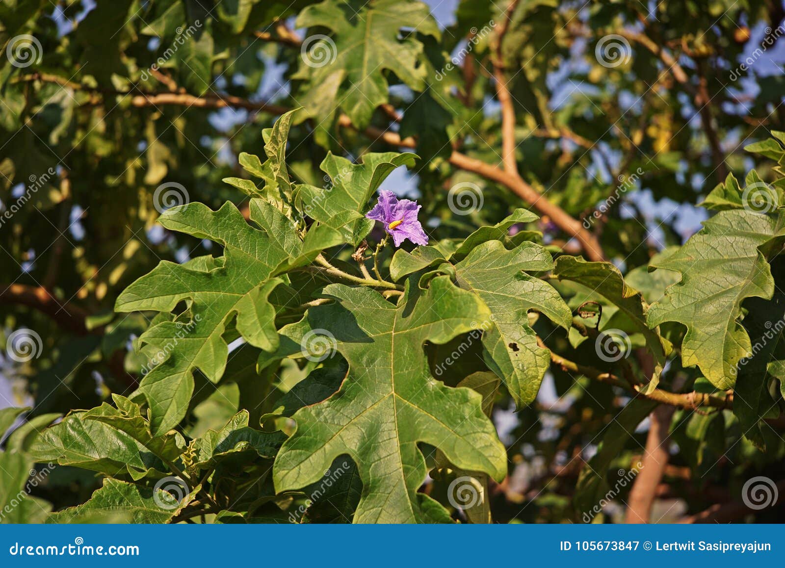 Potato Tree or Brazilian Potato Tree Stock Image - Image of summer ...