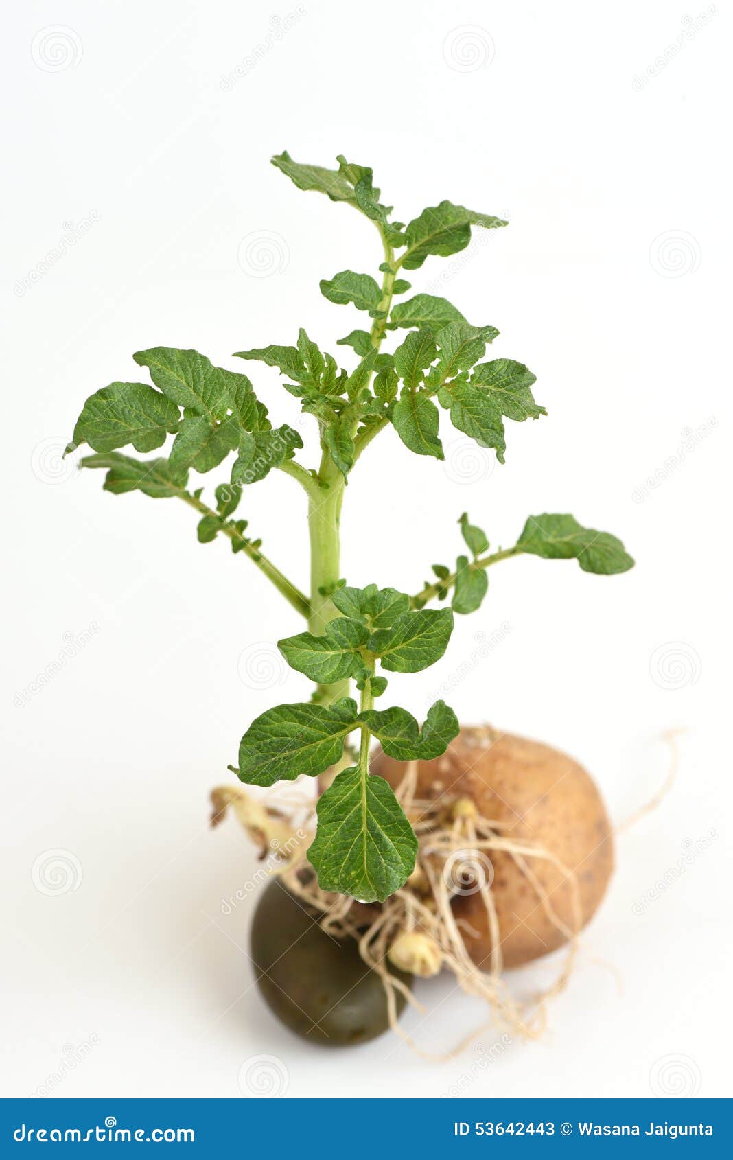 Potato tree. stock image. Image of fertile, nature, relationship - 53642443
