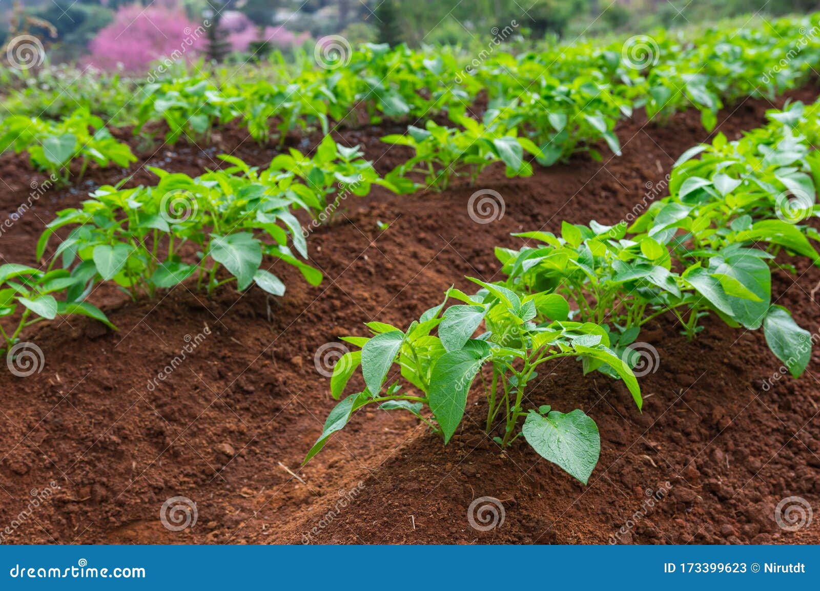 Potato trees stock image. Image of potato, culture, nature - 173399623