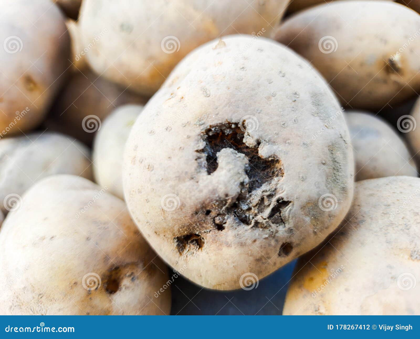 Potato Tuber with Common Scab Diseases Stock Photo - Image of disease ...