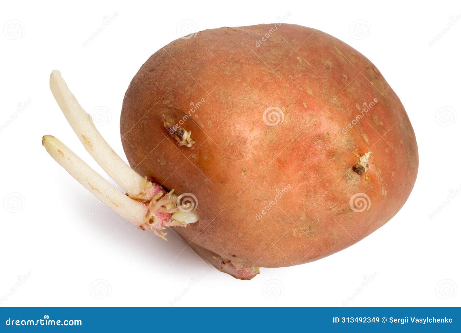 Potato Tuber with Large Sprouts on White Background. Stock Image ...