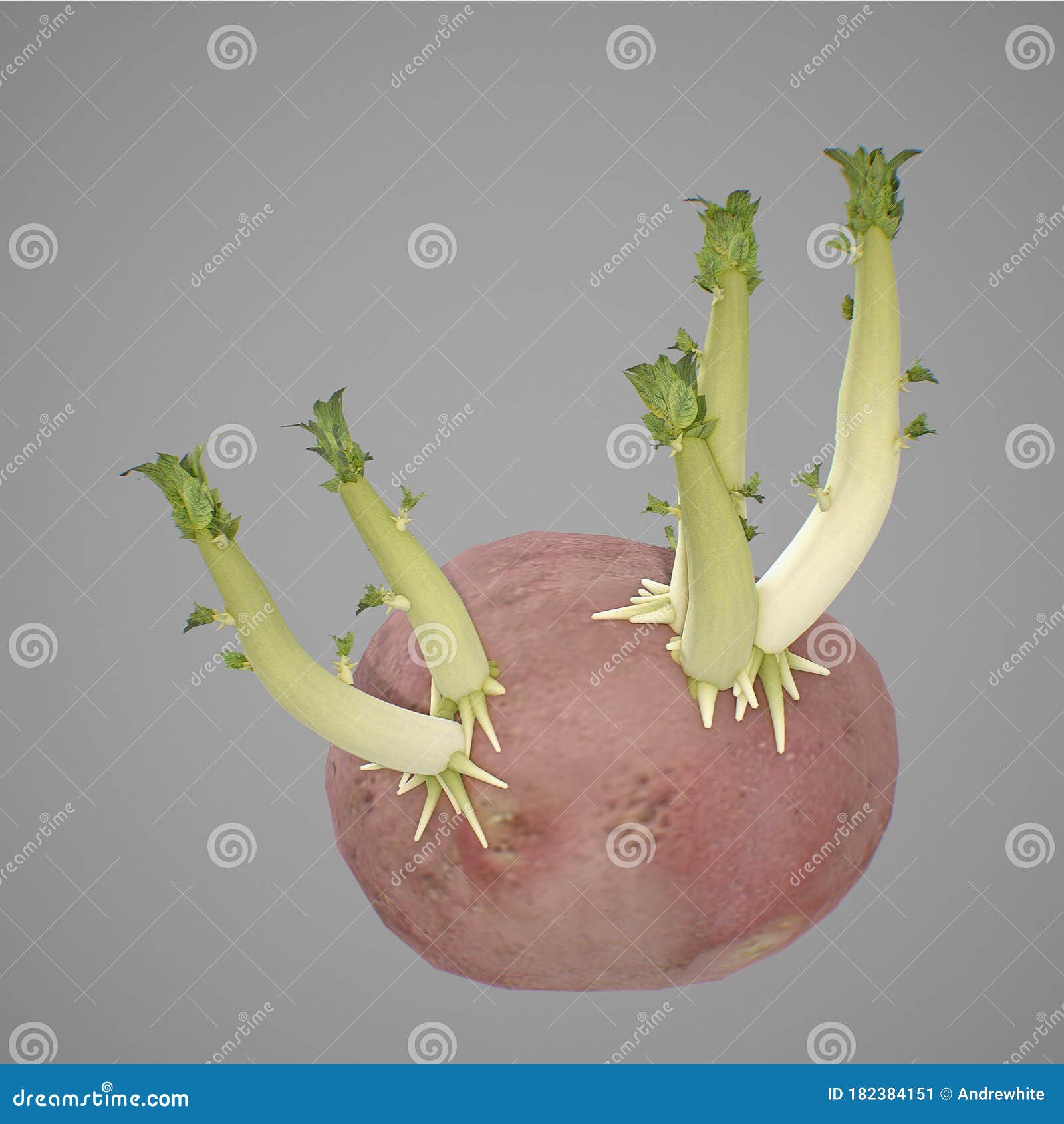Potato Tuber Stock Photography | CartoonDealer.com #182384216
