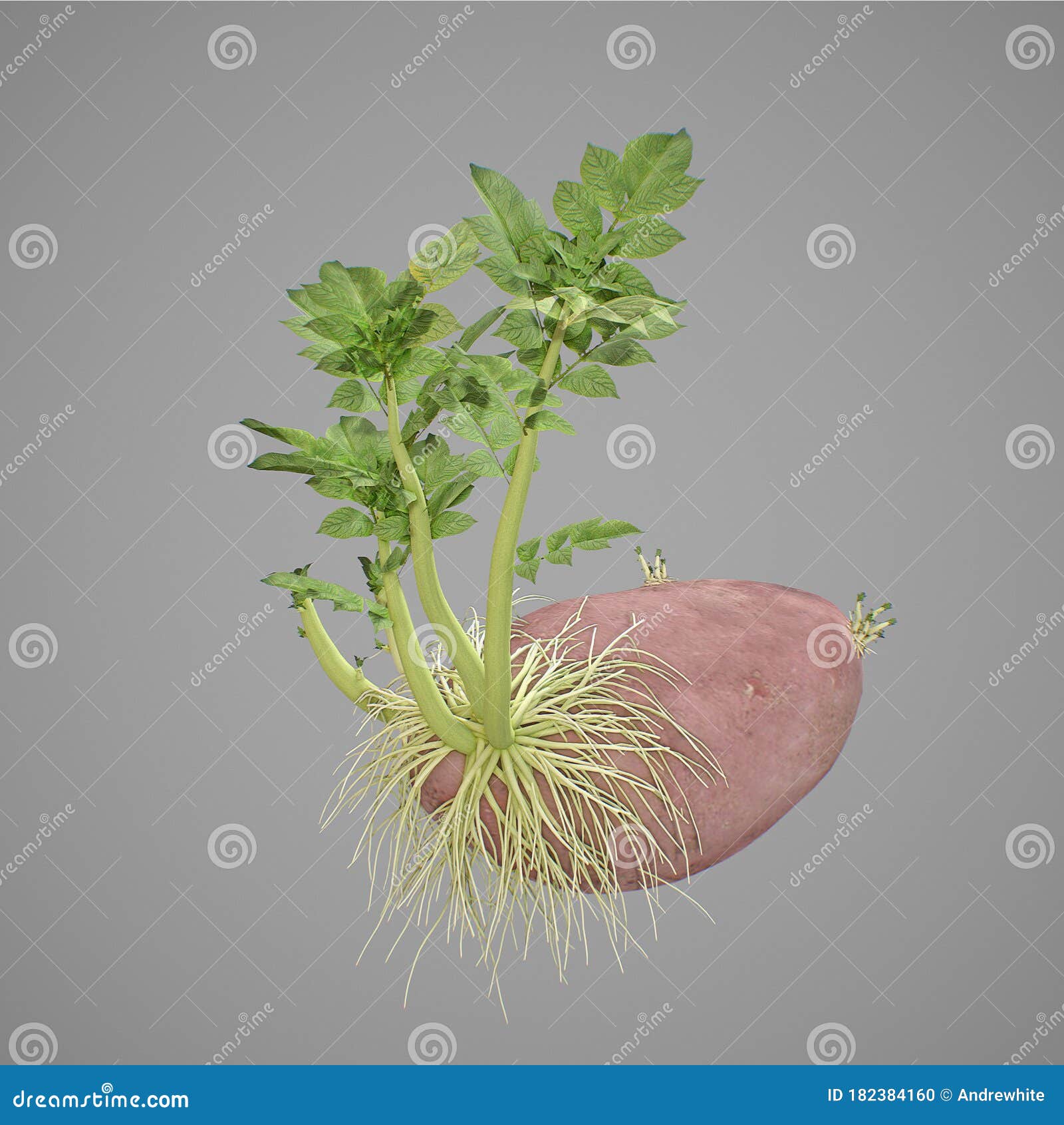 Potato tuber stock illustration. Illustration of render - 182384160