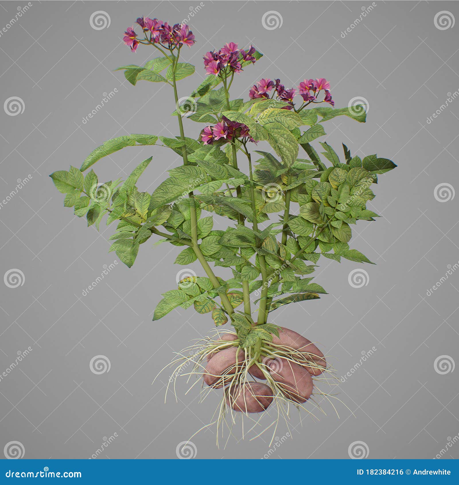 Potato Tuber. Vector. Outline Drawing Of A Vegetable On A White ...