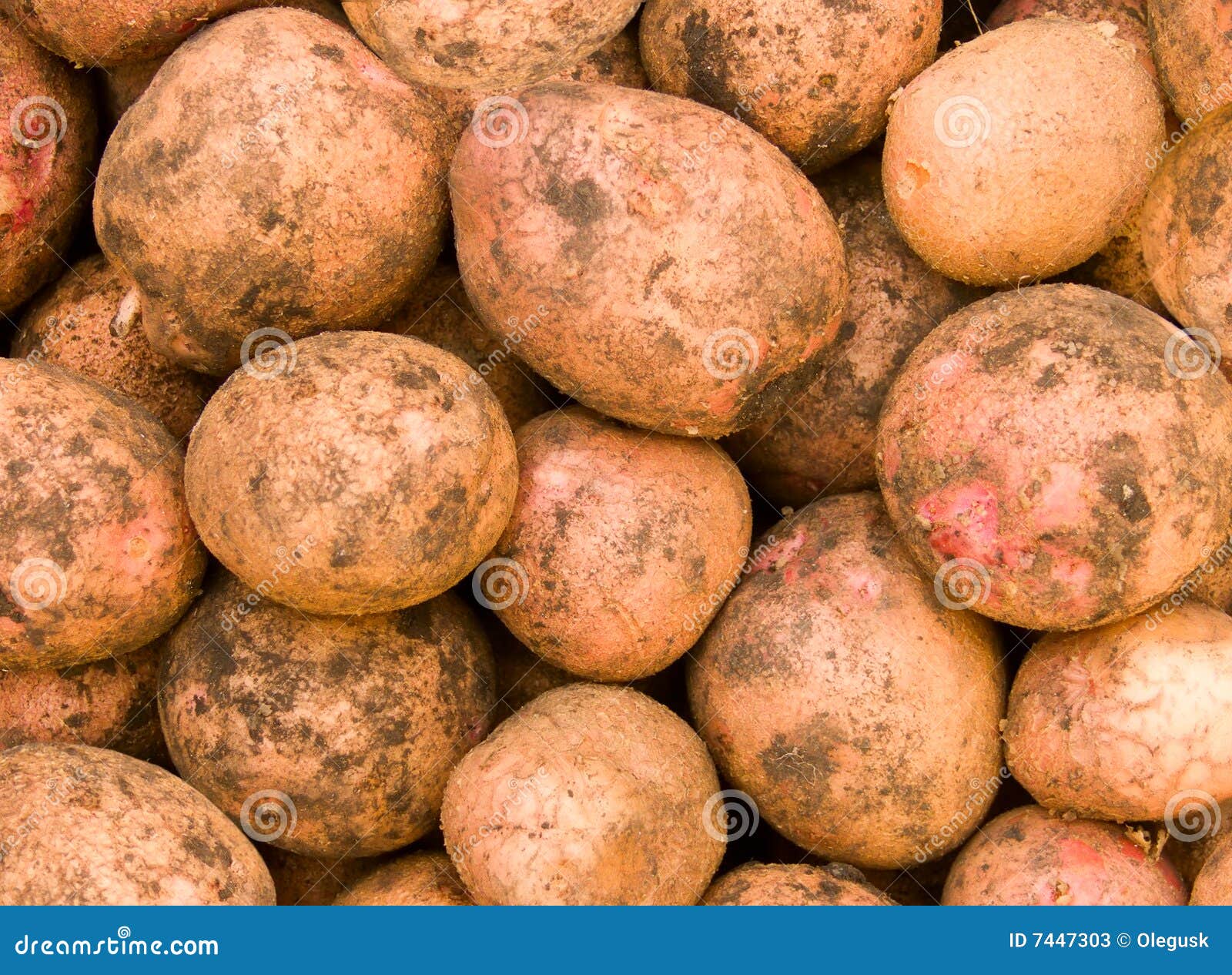 Potato tubers stock image. Image of season, preparation - 7447303