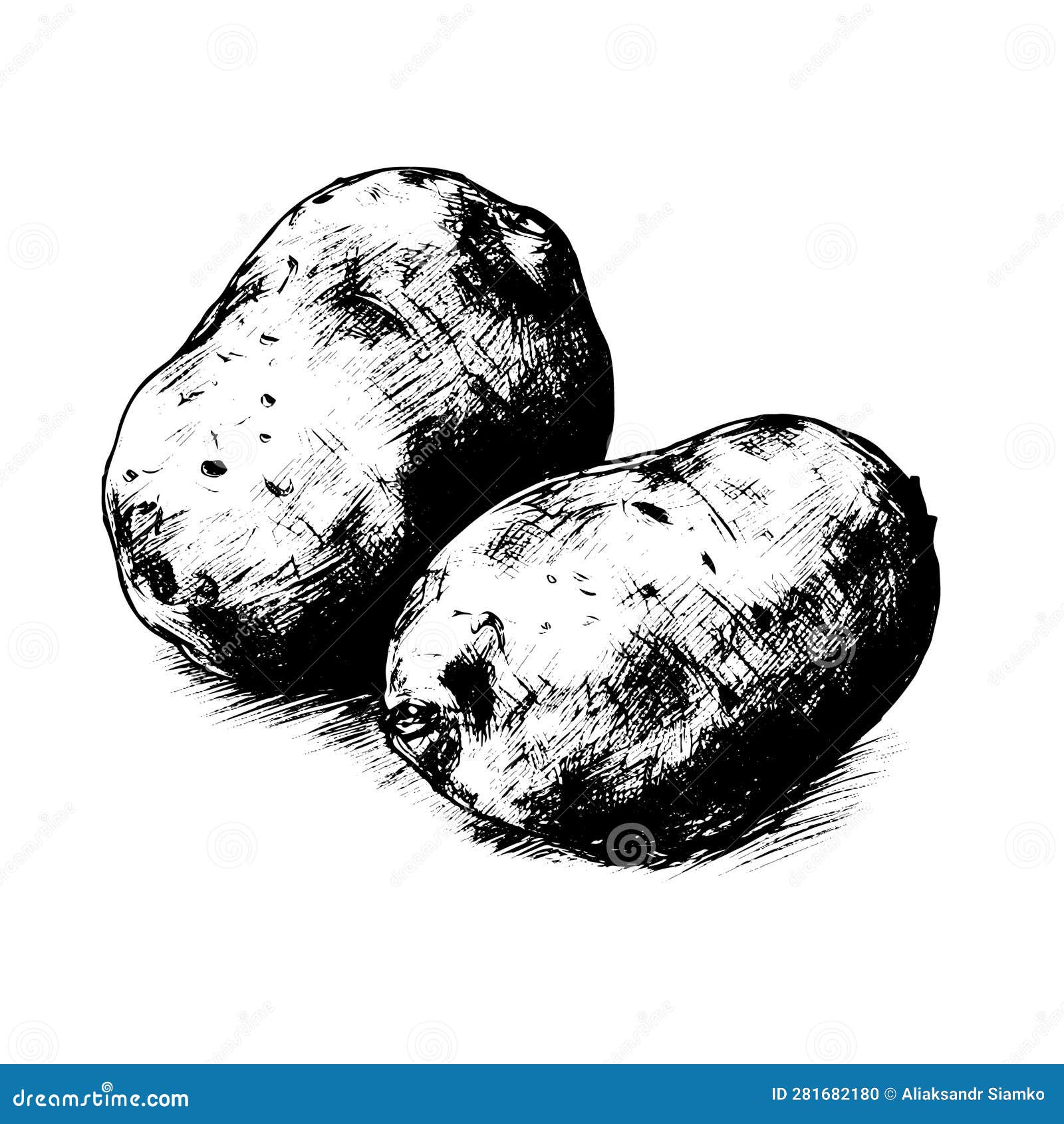 Potato Vector Drawing. Isolated Hand Drawn, Engraved Style Illustration ...