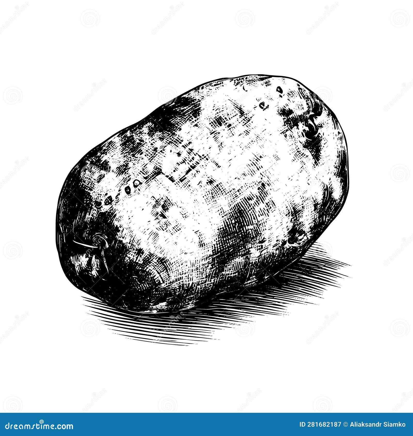 Potato Vector Drawing. Isolated Hand Drawn, Engraved Style Illustration ...