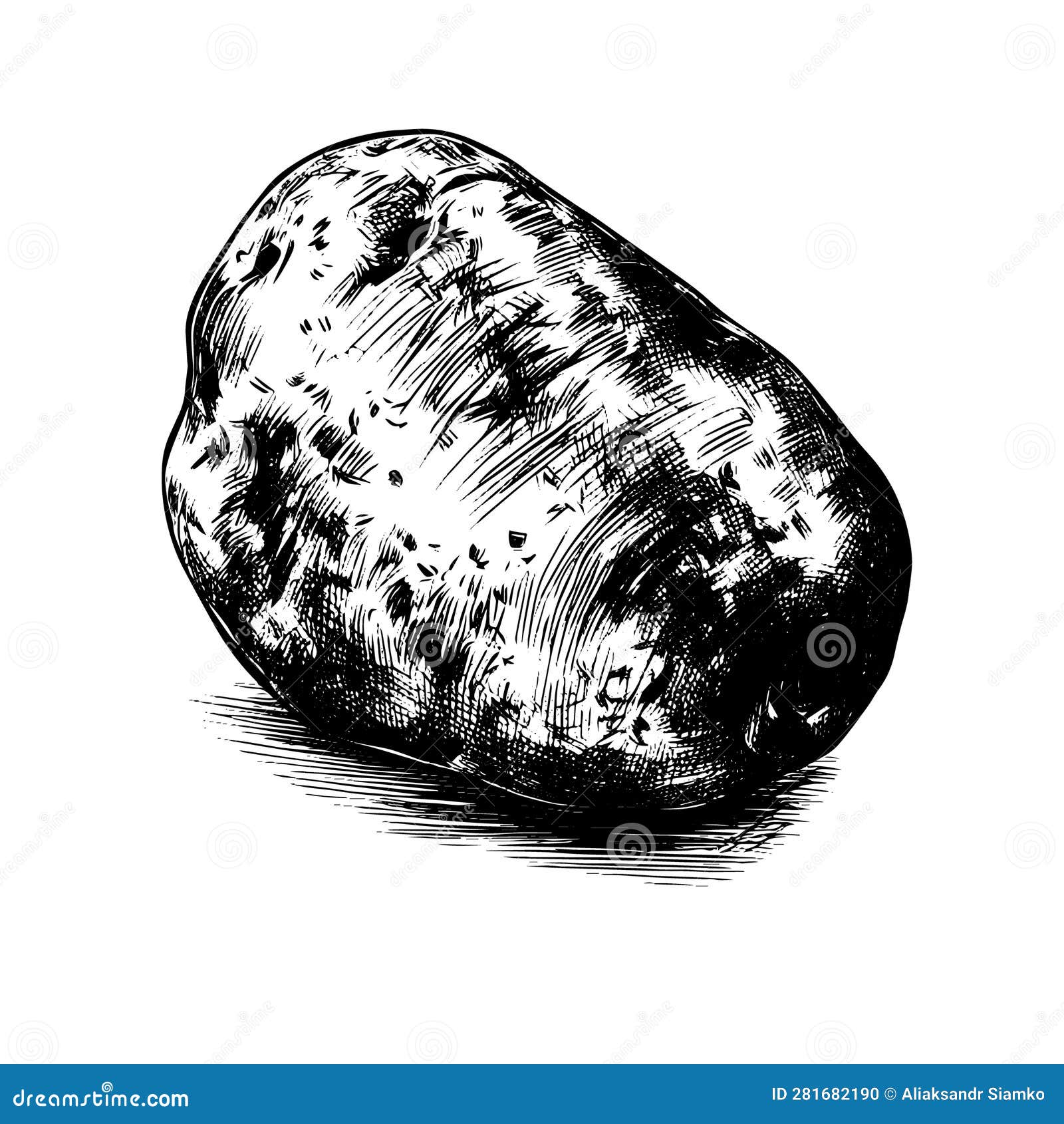 Potato Vector Drawing. Isolated Hand Drawn, Engraved Style Illustration ...