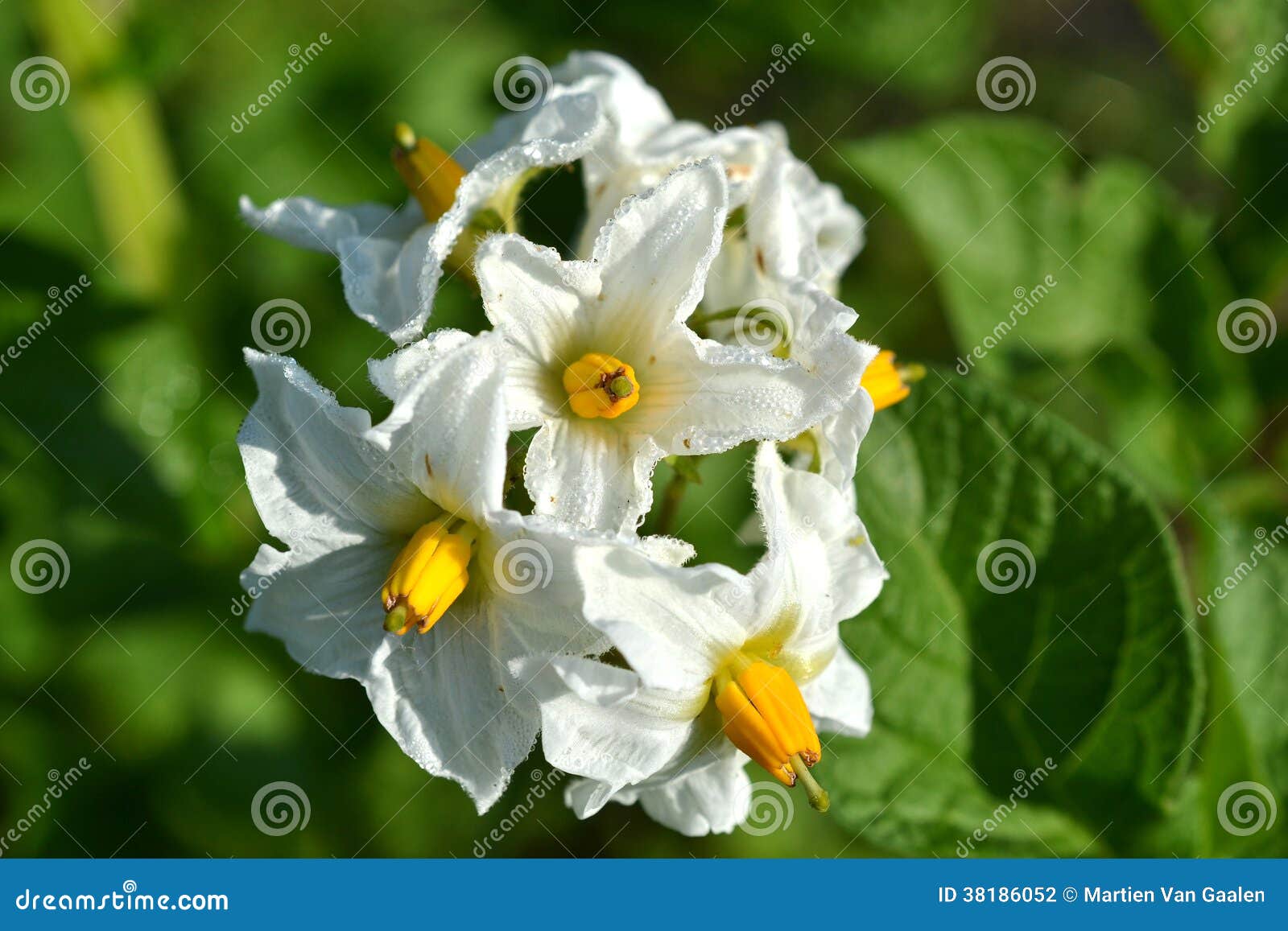 409 Raja Flower Stock Photos - Free & Royalty-Free Stock Photos from ...