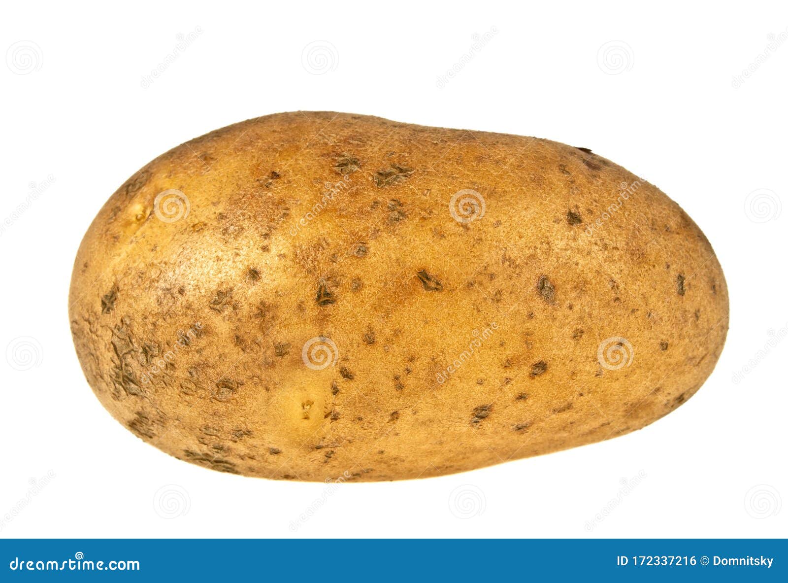 Potato on white background stock photo. Image of potato - 172337216