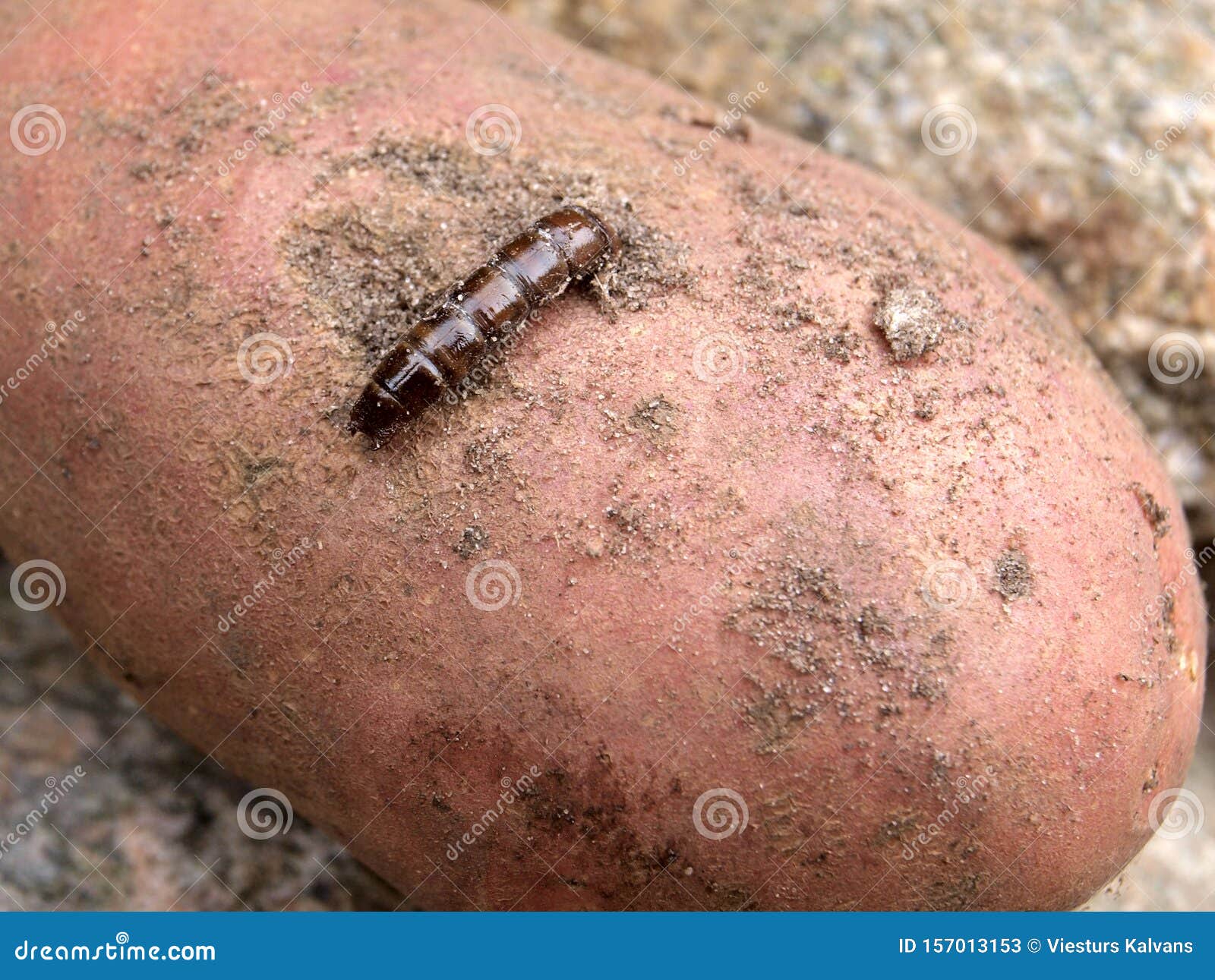 Potato Worm