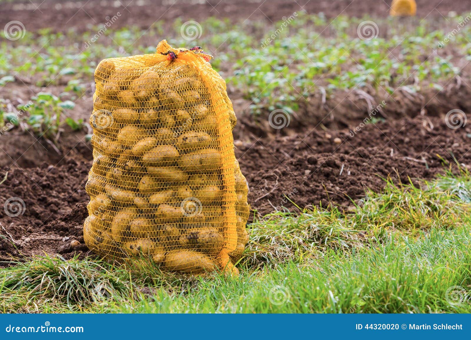 Potatoe bag stock photo. Image of potatoe, natural, harvest - 44320020