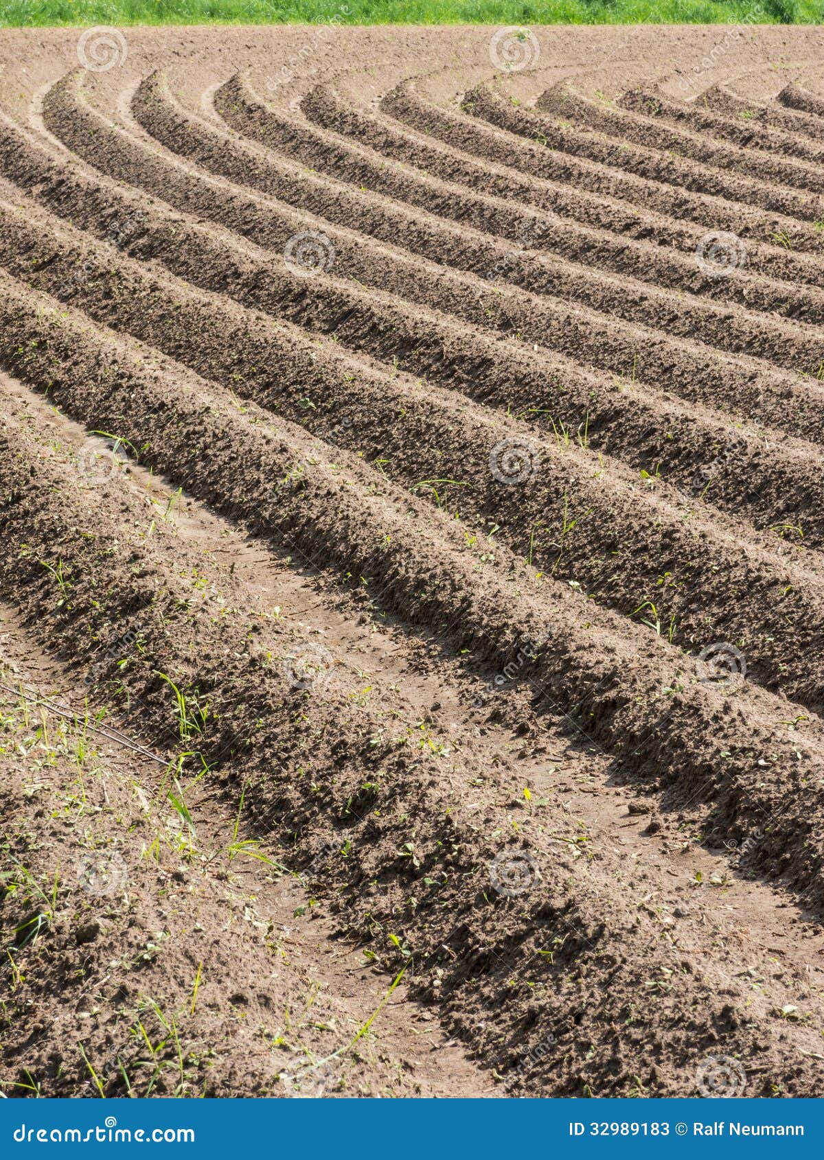 Potatoe field in spring stock image. Image of land, potato - 32989183