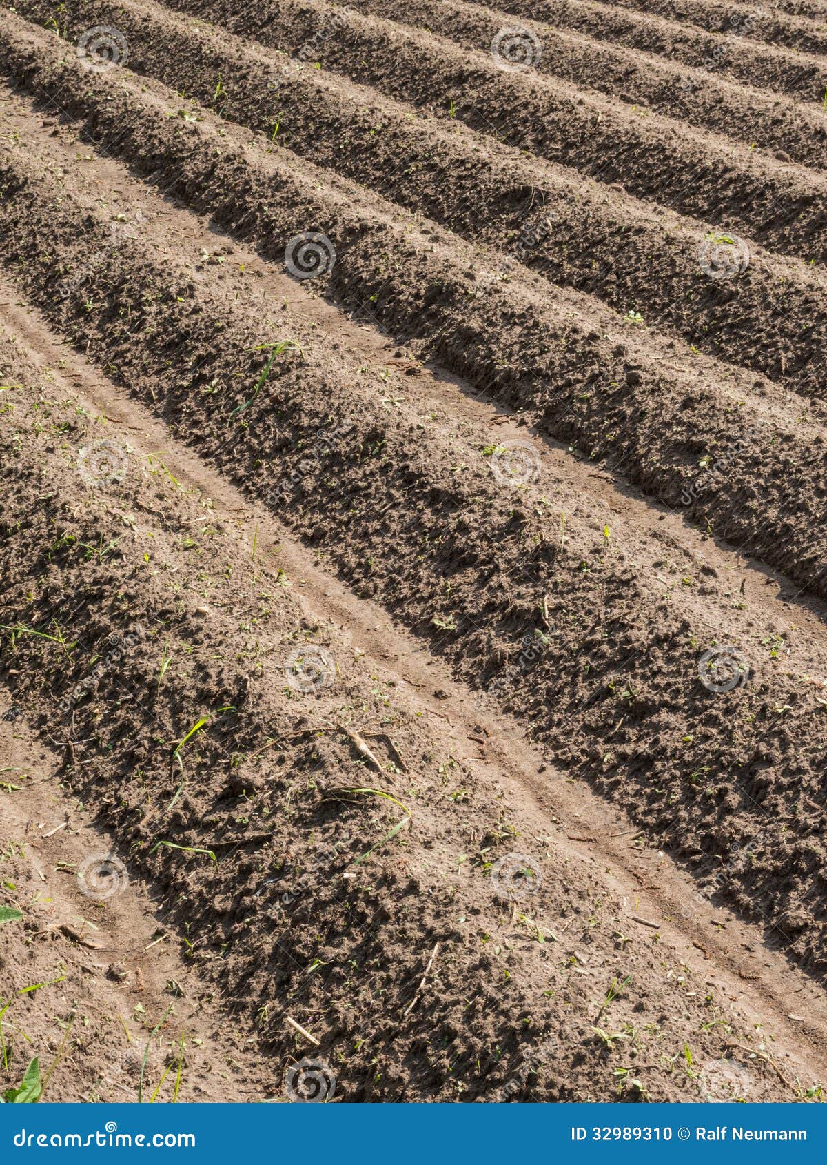 Potatoe field in spring stock photo. Image of solanum - 32989310