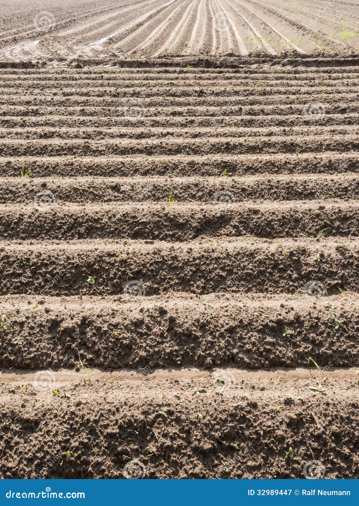 Potatoe field in spring stock image. Image of potato - 32989447