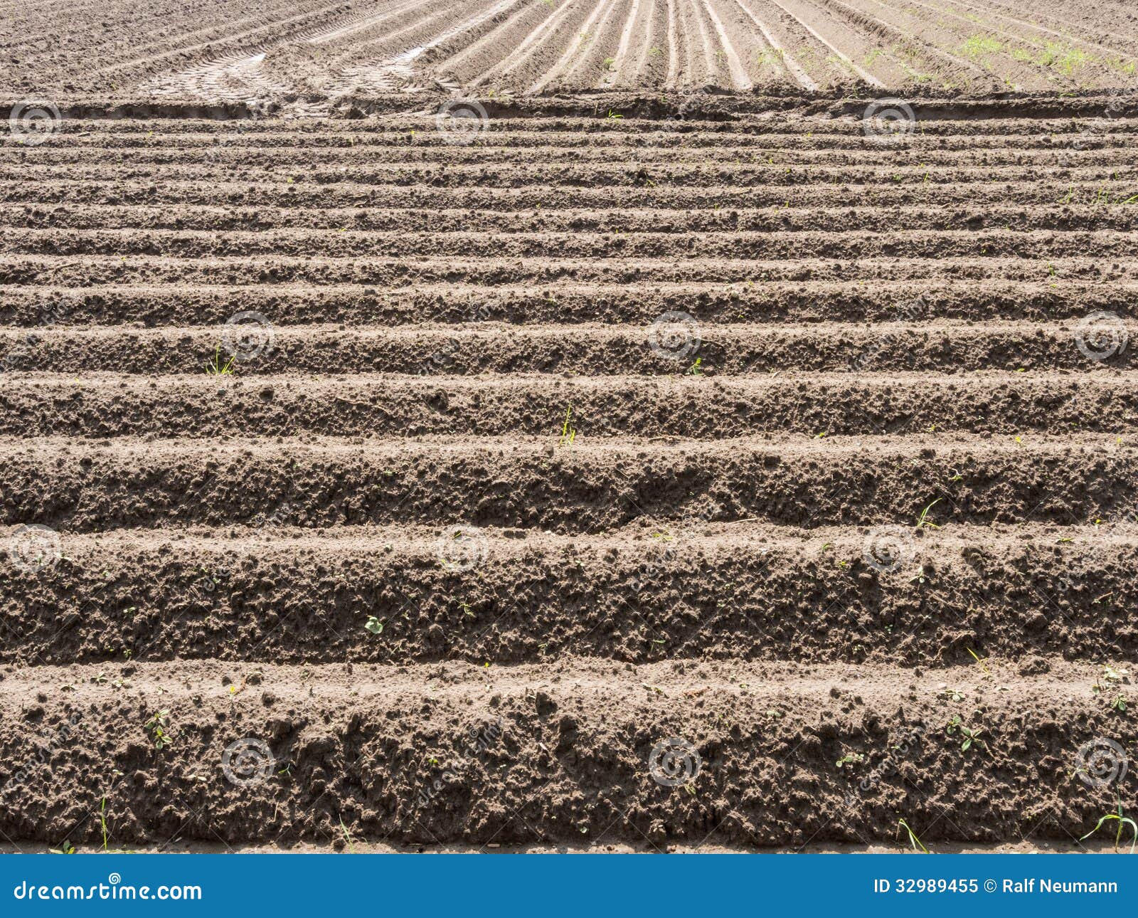 Potatoe field in spring stock image. Image of spring - 32989455