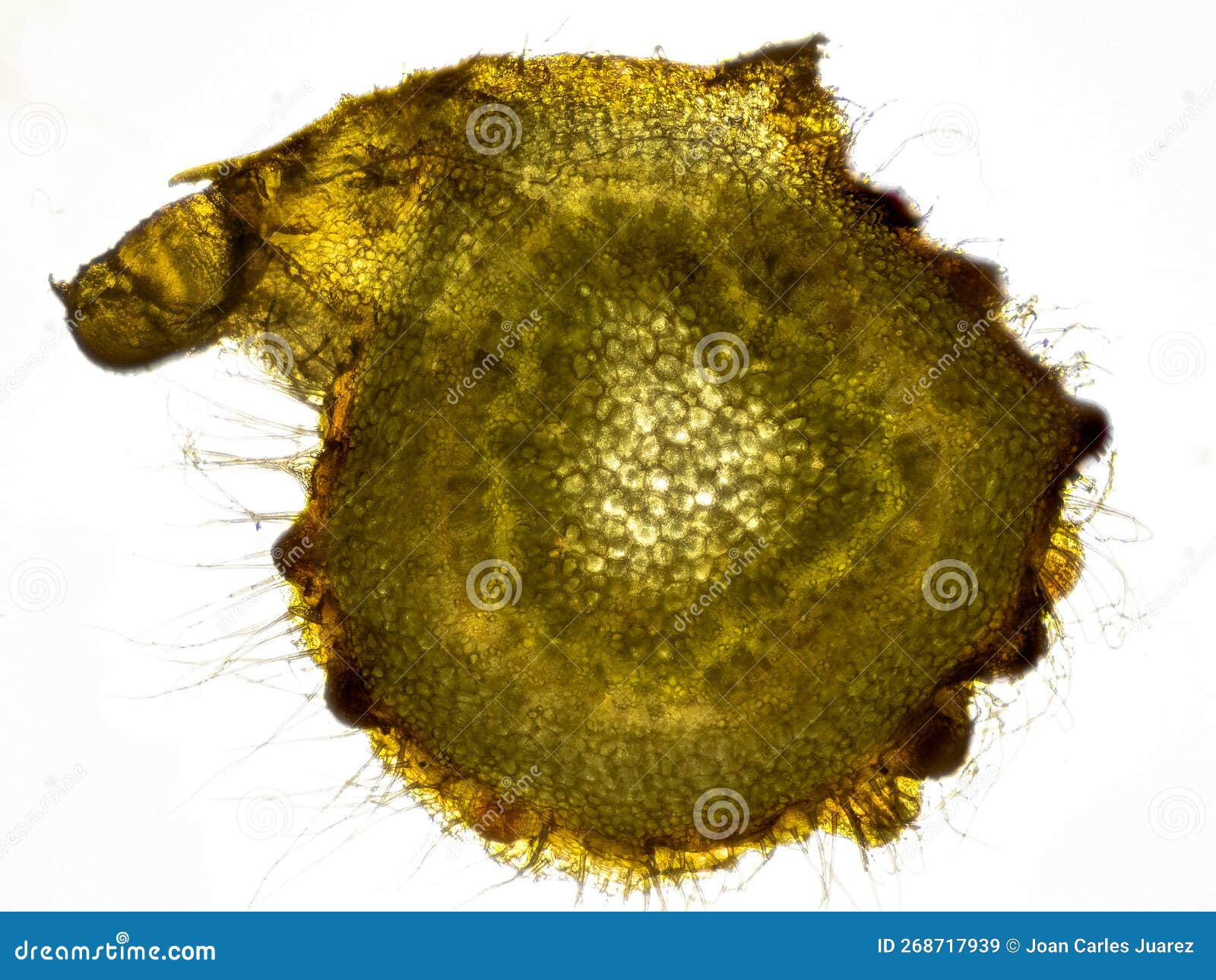 Potatoe Sprout Cross Section Under the Microscope Stock Image - Image ...