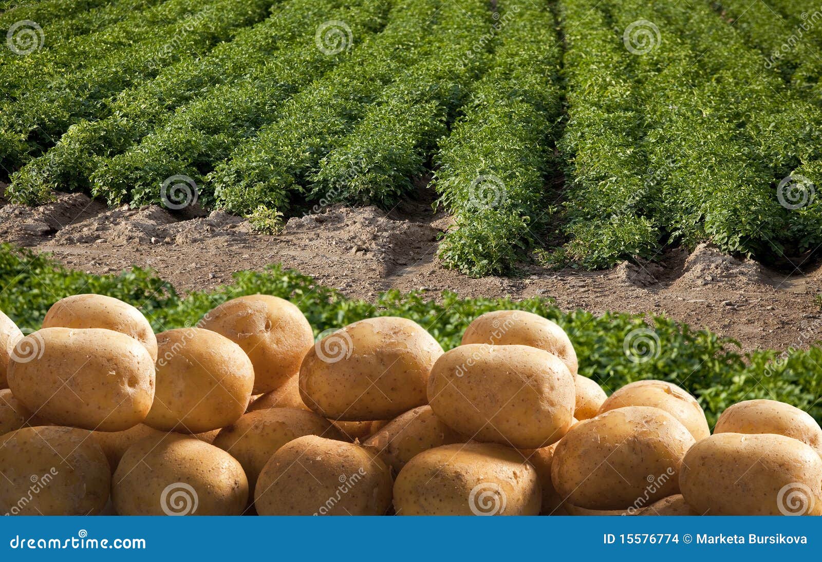 Potatoes stock photo. Image of rows, spring, nature, potatoes - 15576774
