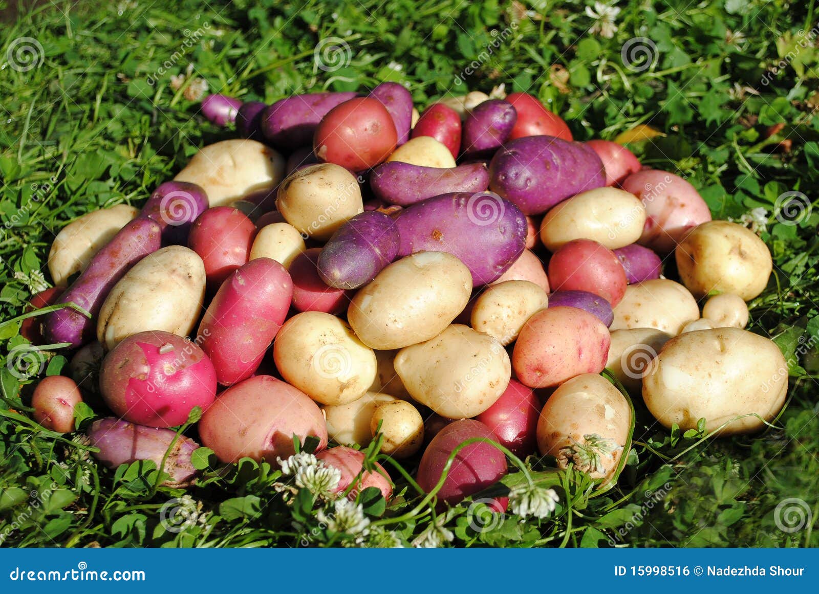 Potatoes stock photo. Image of multicolor, peel, organic - 15998516