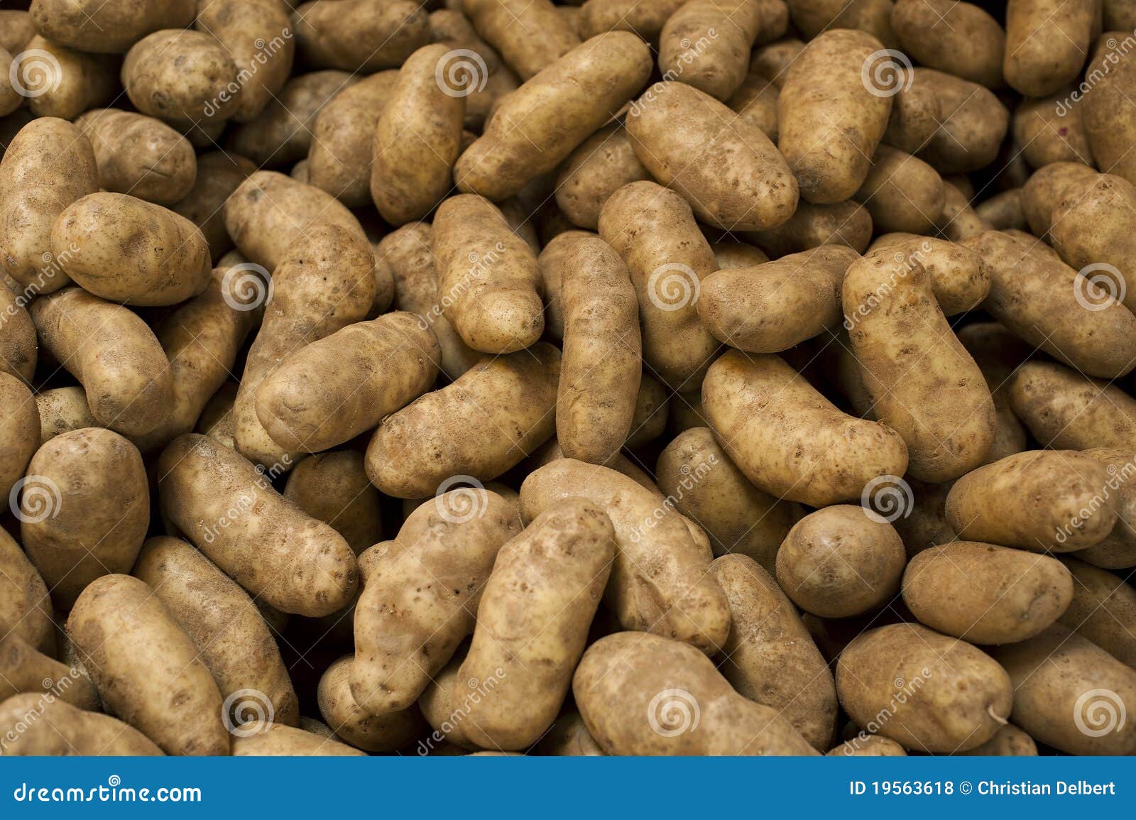 Potatoes stock photo. Image of edible, market, farming - 19563618