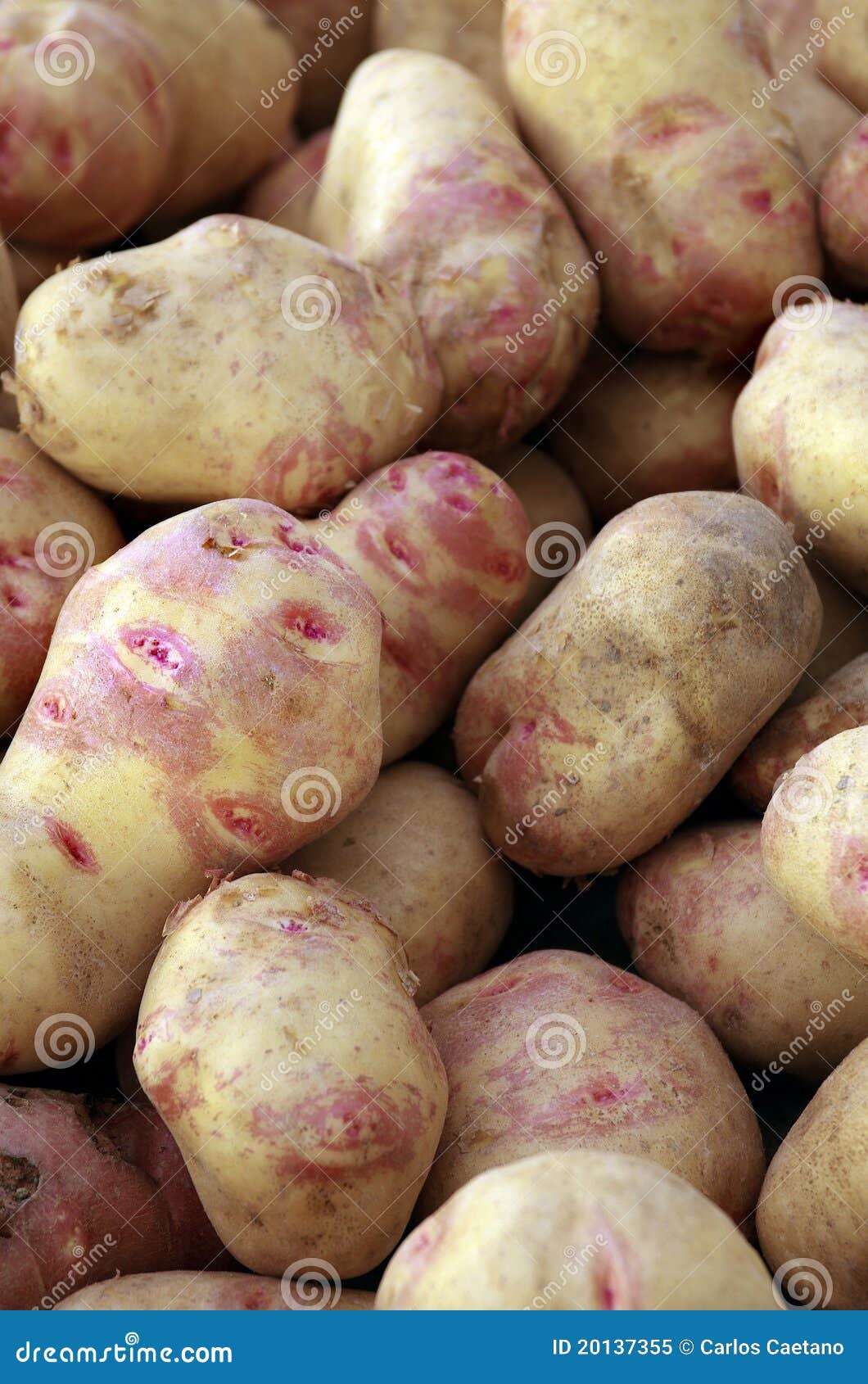 Potatoes stock image. Image of cooking, harvest, backdrop - 20137355