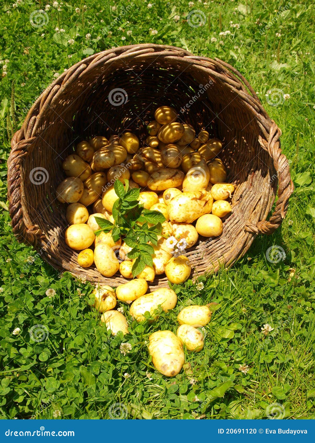Potatoes stock photo. Image of vegetarian, potatoes, food - 20691120