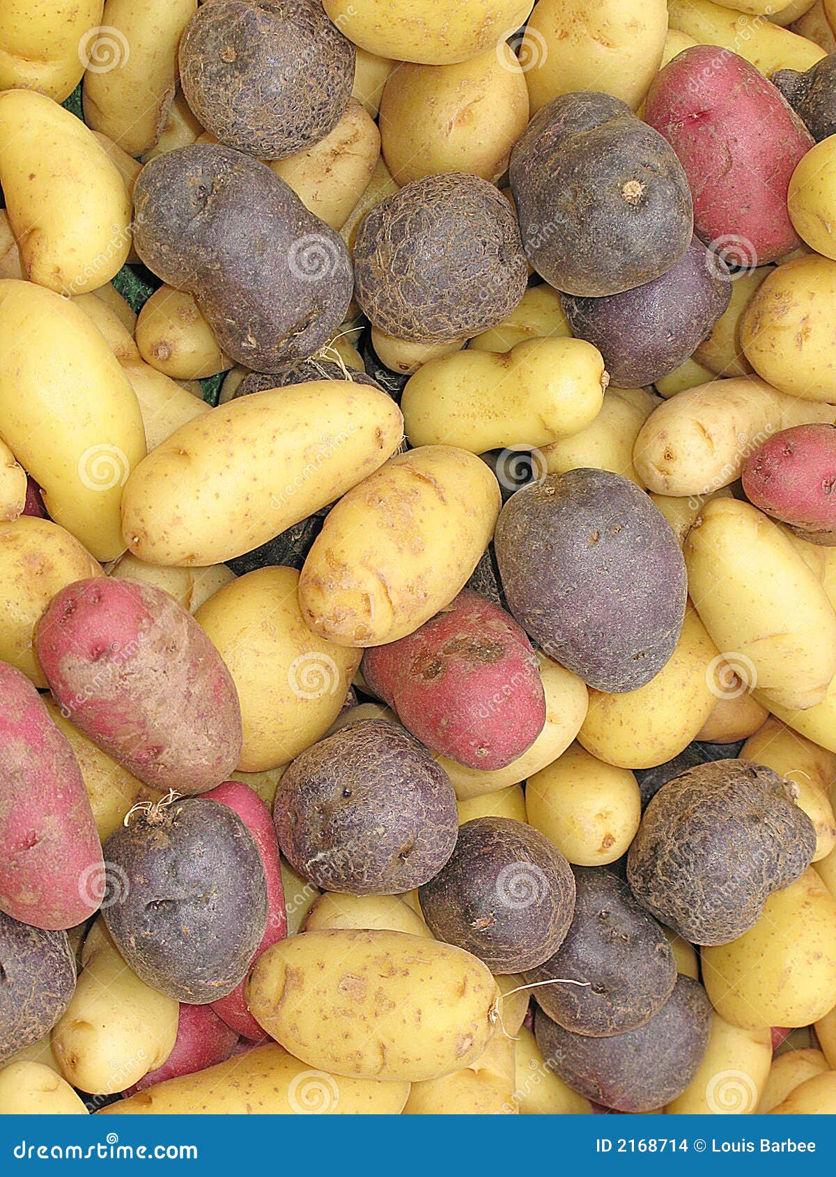 Potatoes stock photo. Image of food, agriculture, farmers - 2168714