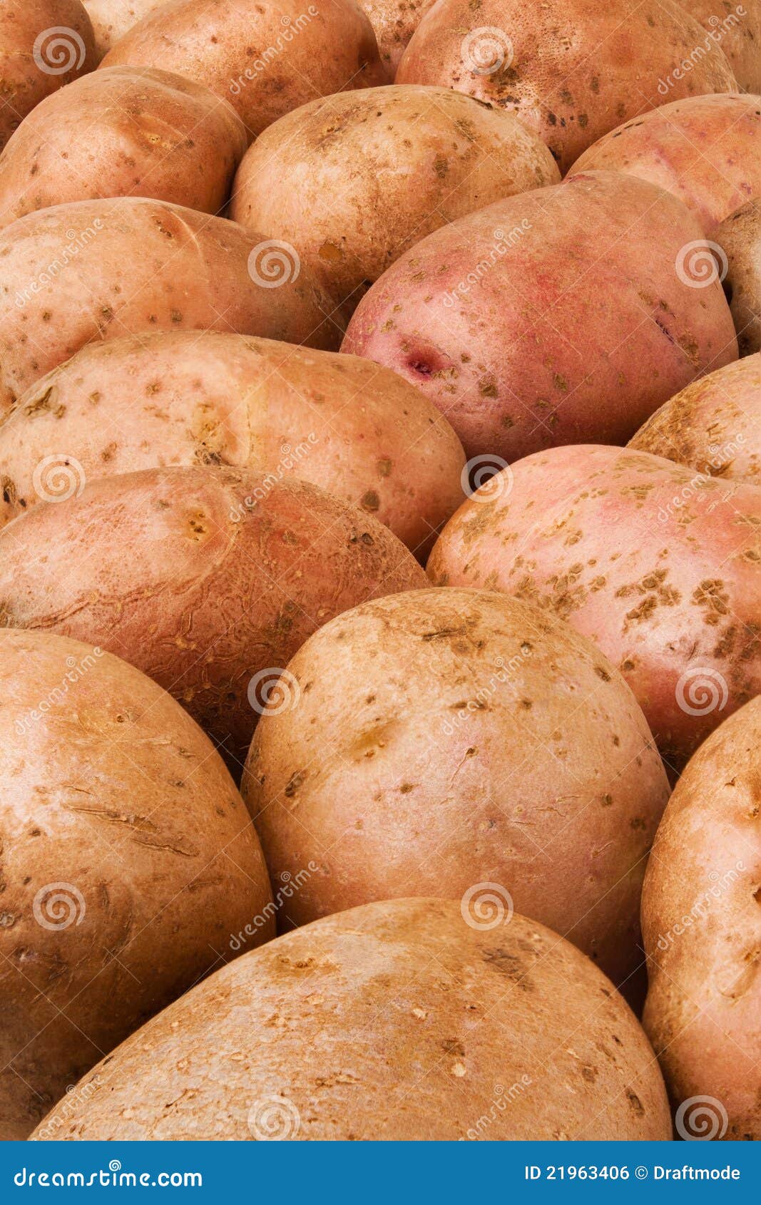 Potatoes stock photo. Image of potato, nature, plain - 21963406