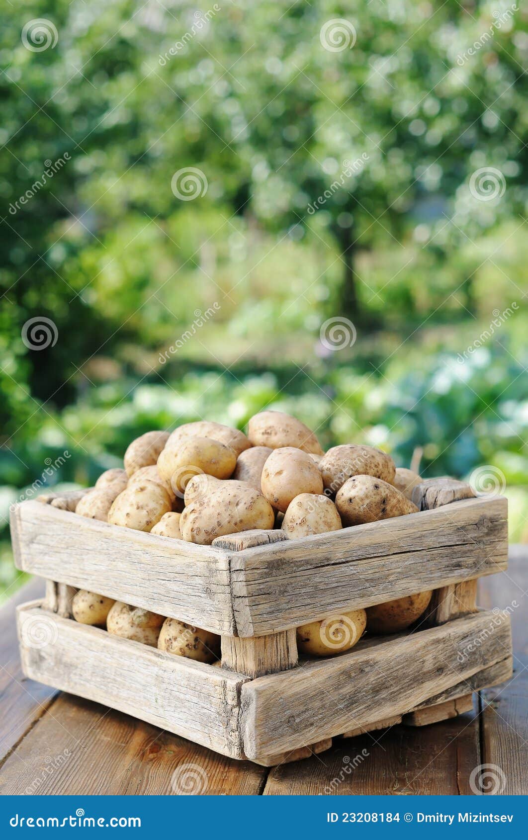 Potatoes stock photo. Image of food, produce, vegetable - 23208184