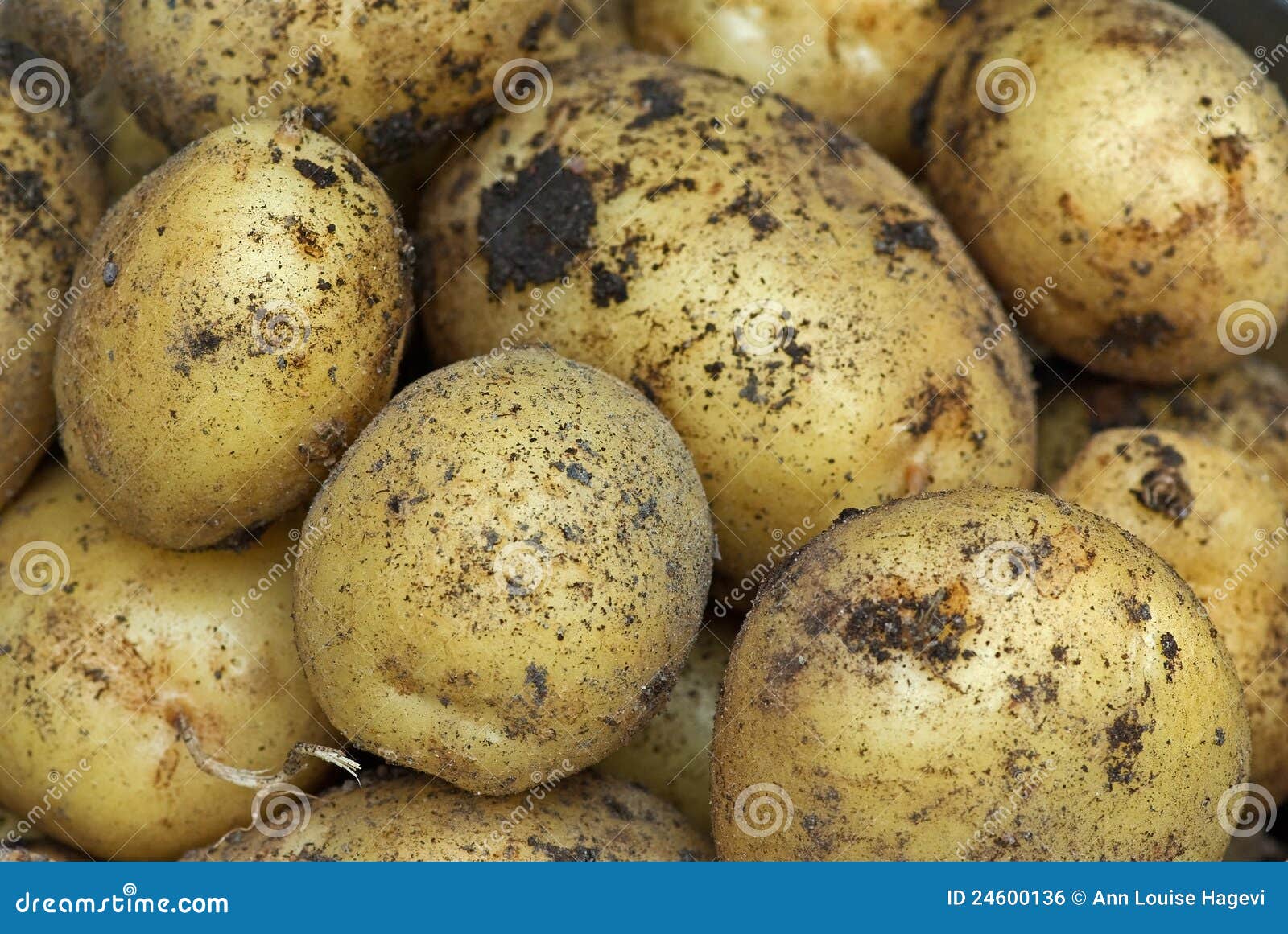 Potatoes stock photo. Image of dirty, garden, root, gardening - 24600136