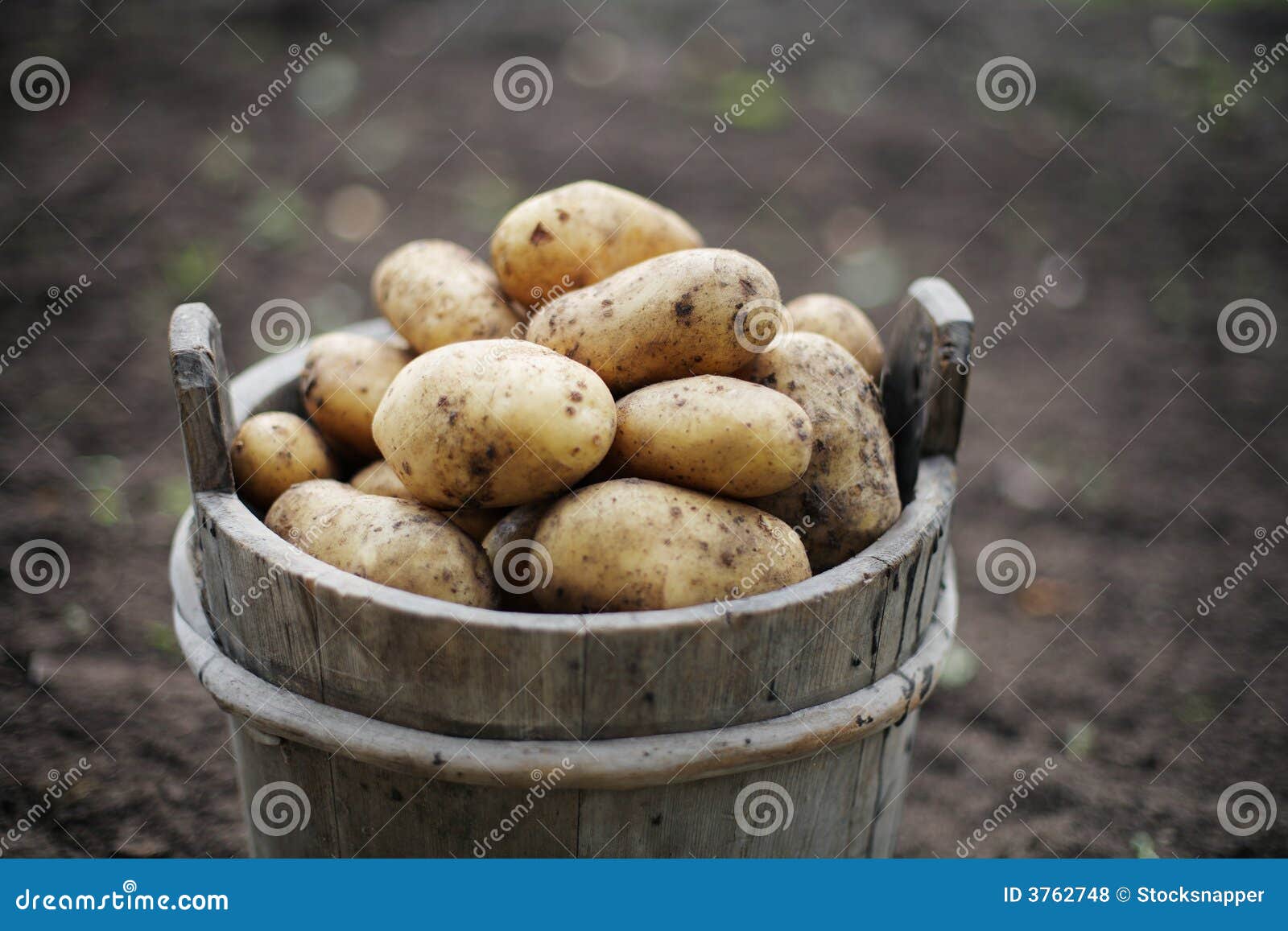 Potatoes stock photo. Image of potato, vegetables, harvest - 3762748