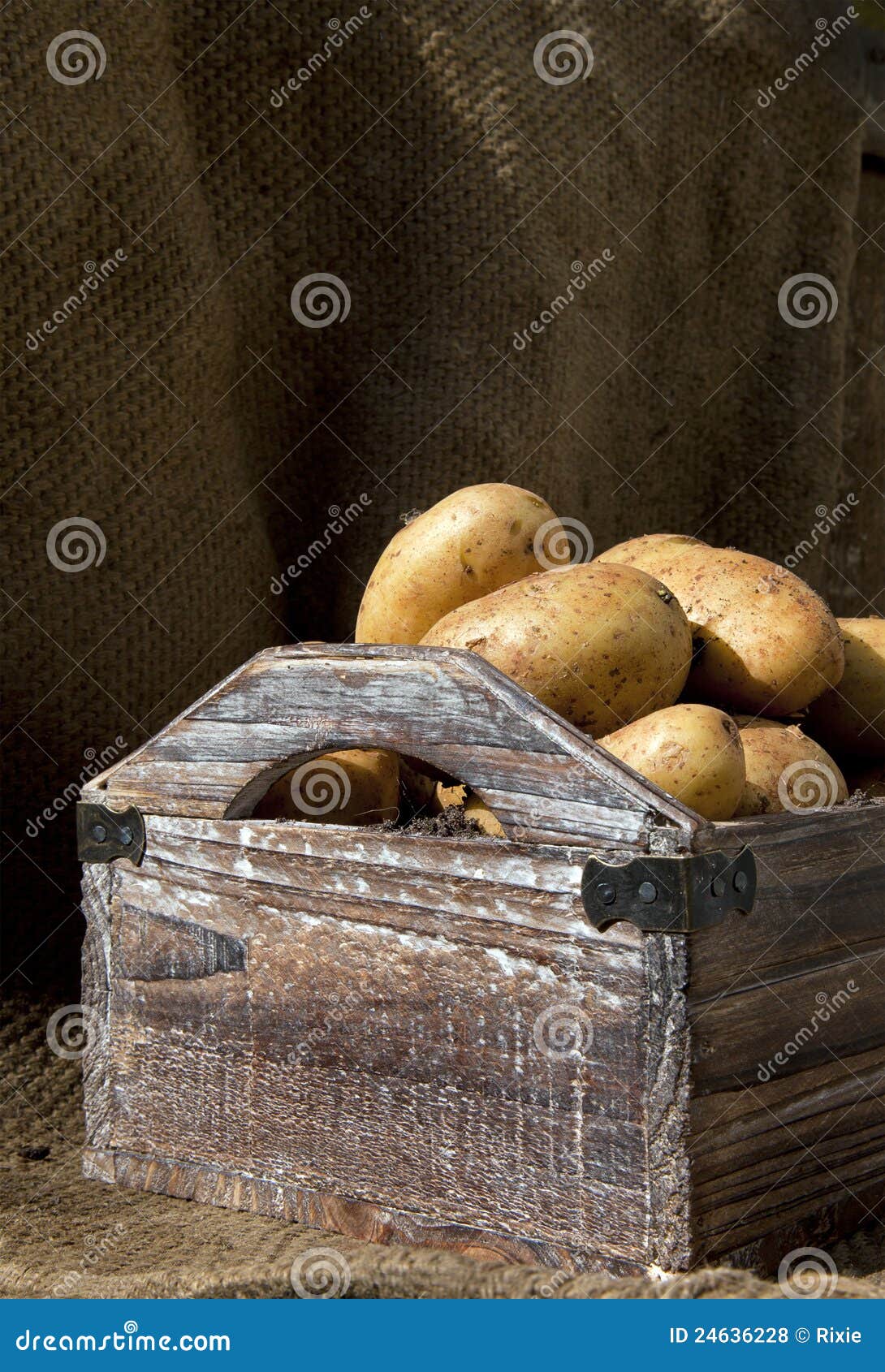 Potatoes 8 stock photo. Image of healthy, garden, root - 24636228