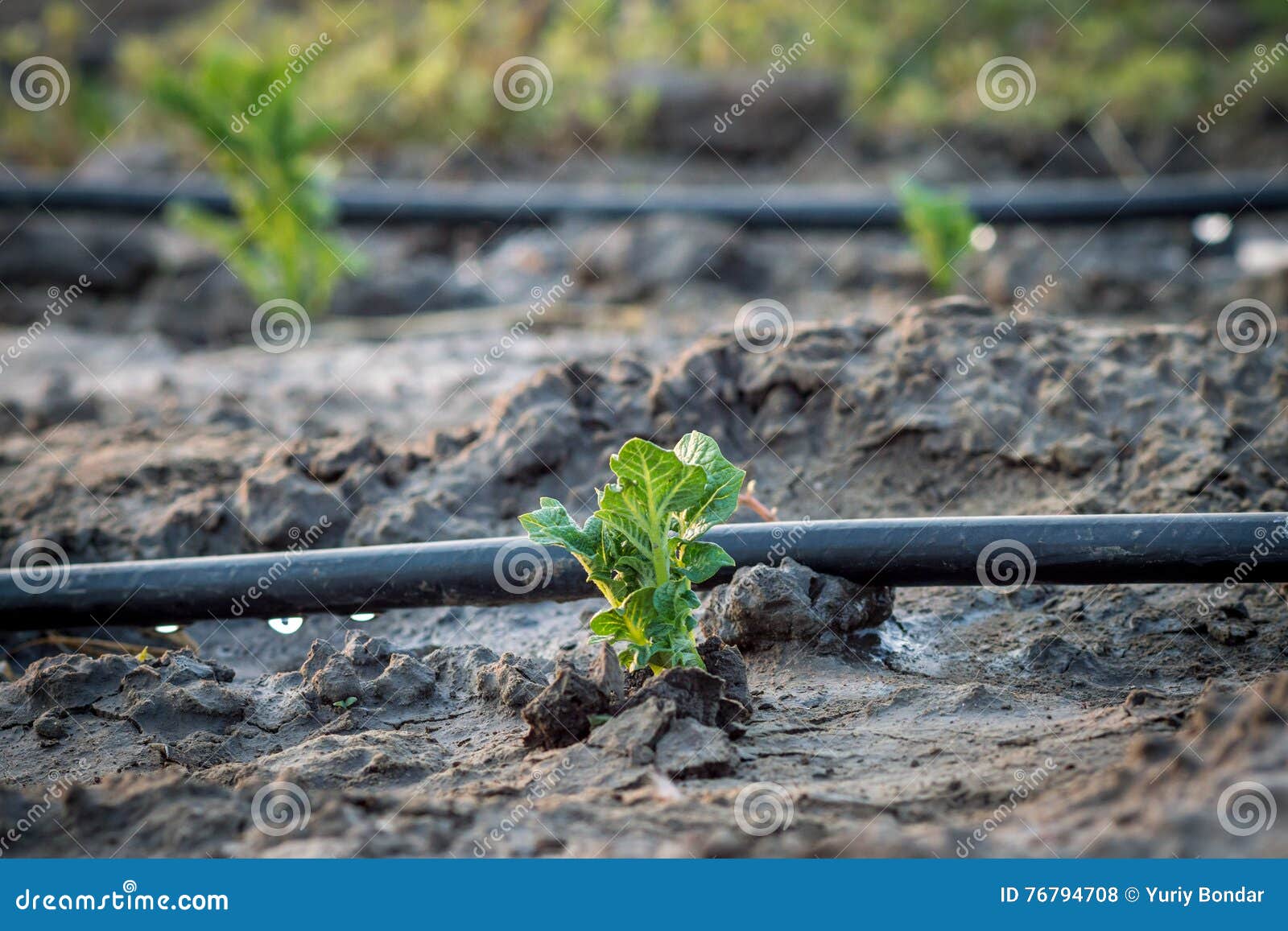 11,433 Drop Irrigation Stock Photos - Free & Royalty-Free Stock Photos ...