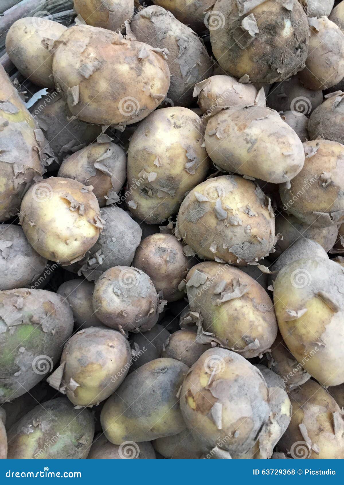 Potatoes stock photo. Image of fresh, organic, beautiful - 63729368