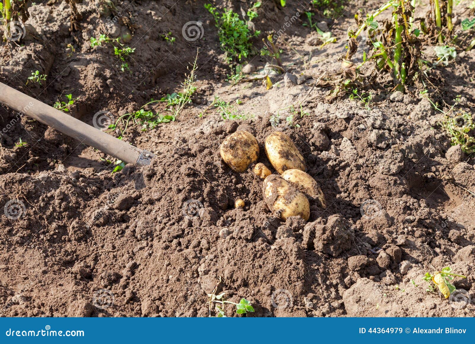 Potatoes Being Dug Up Out of the Ground by a Spade Stock Image - Image ...