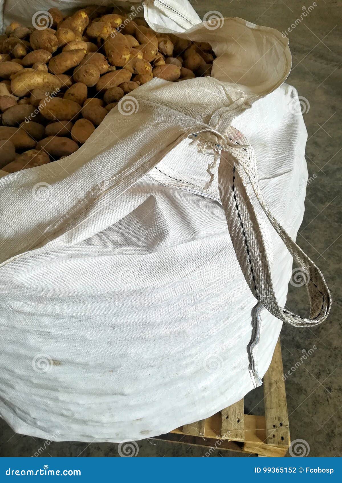Potatoes in Big bag stock photo. Image of agro, ready - 99365152