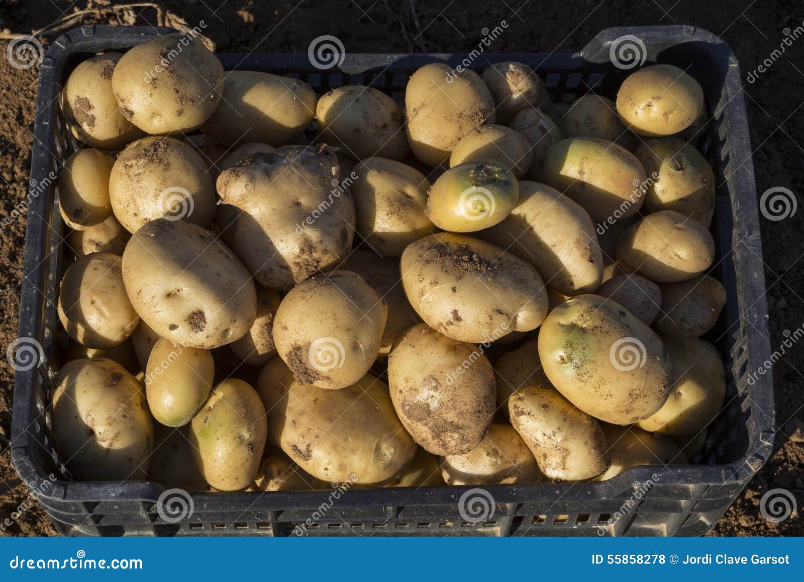 Potatoes box stock photo. Image of rural, harvest, farm - 55858278