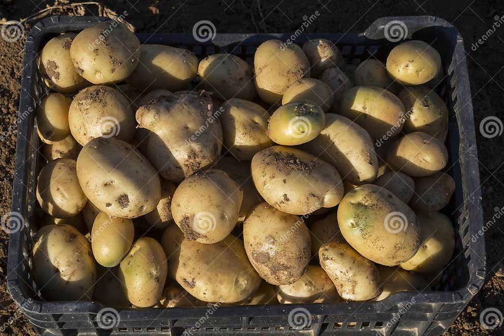 Potatoes box stock photo. Image of rural, harvest, farm - 55858278