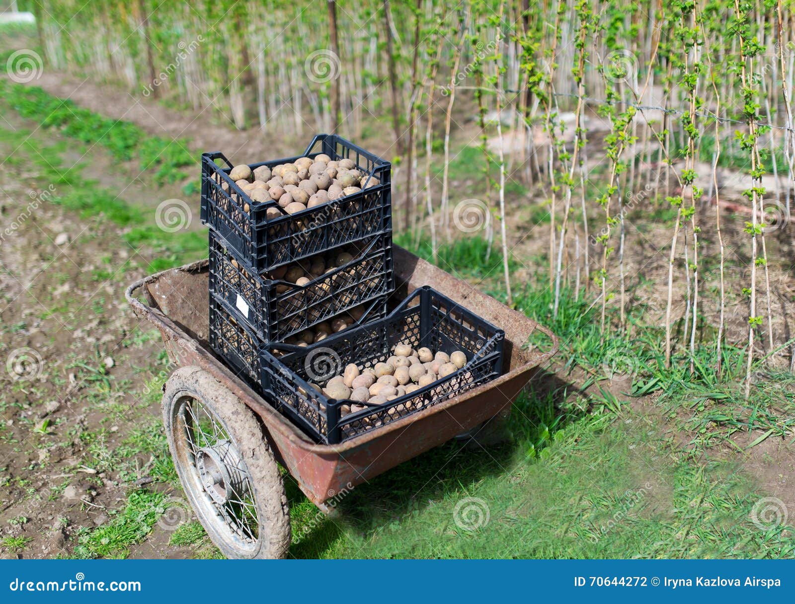 Potatoes in boxes. stock photo. Image of earth, dirt - 70644272