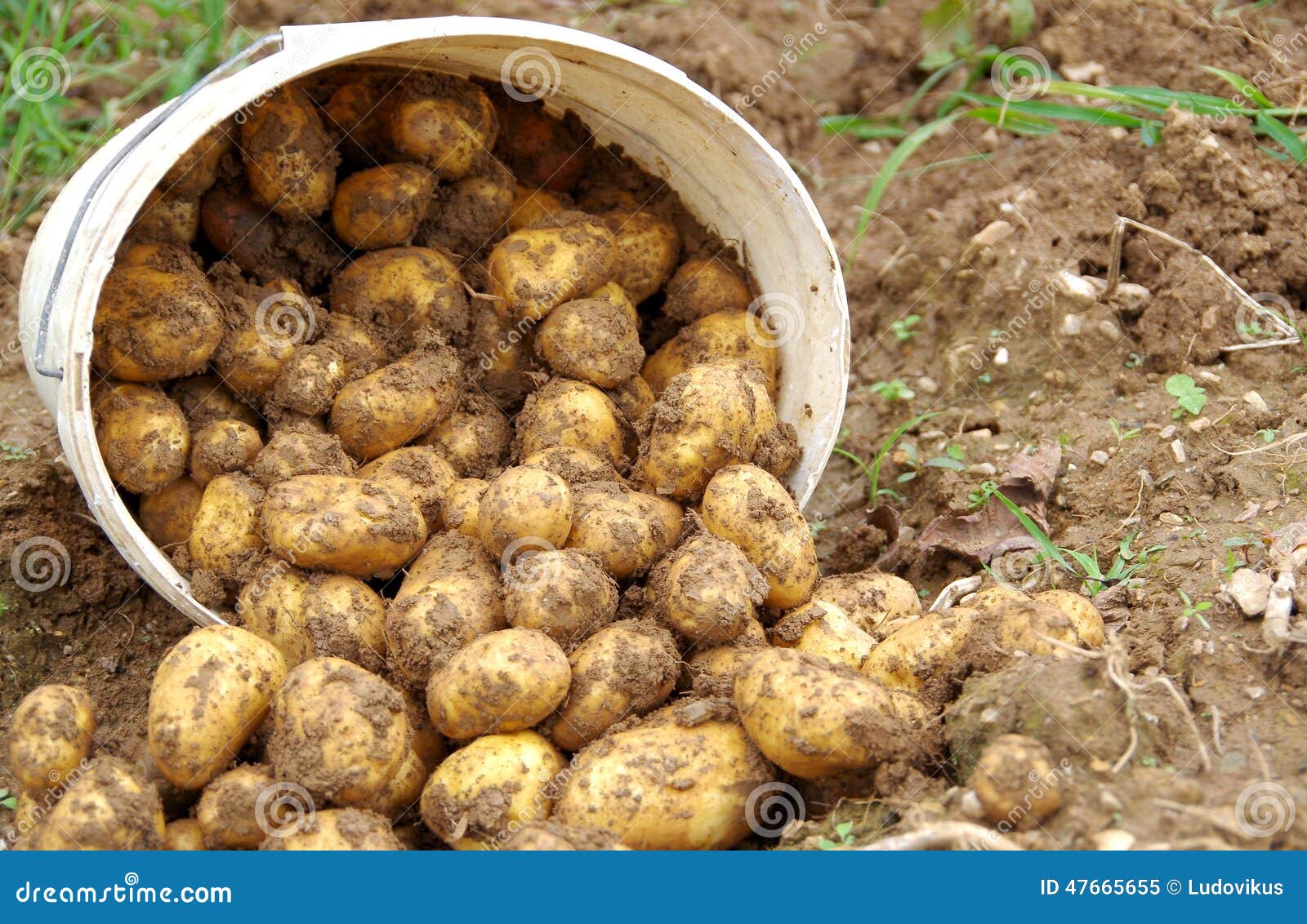 Potatoes in a bucket stock image. Image of root, vegetarian - 47665655