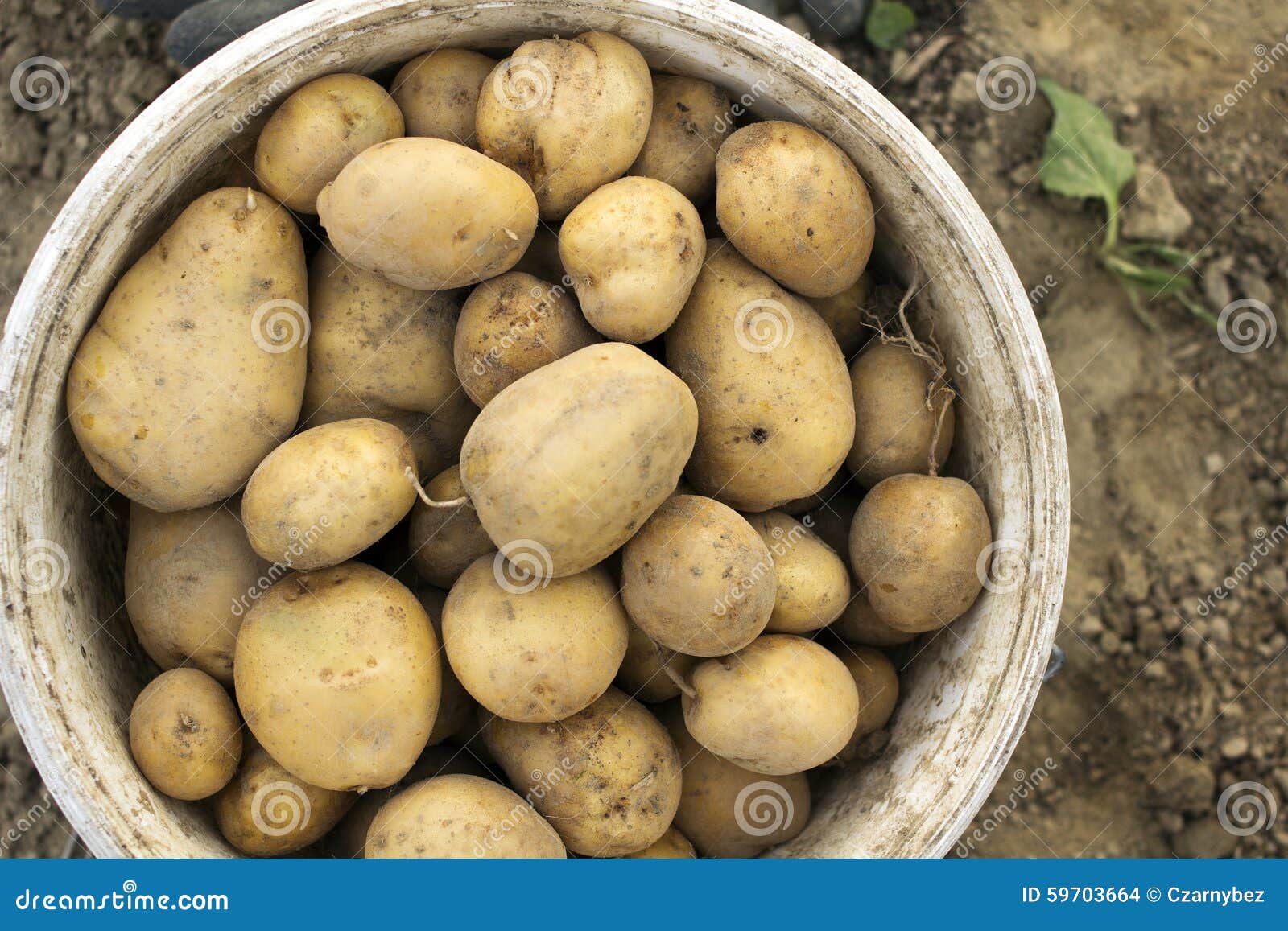 Potatoes in a bucket stock photo. Image of garden, plant - 59703664