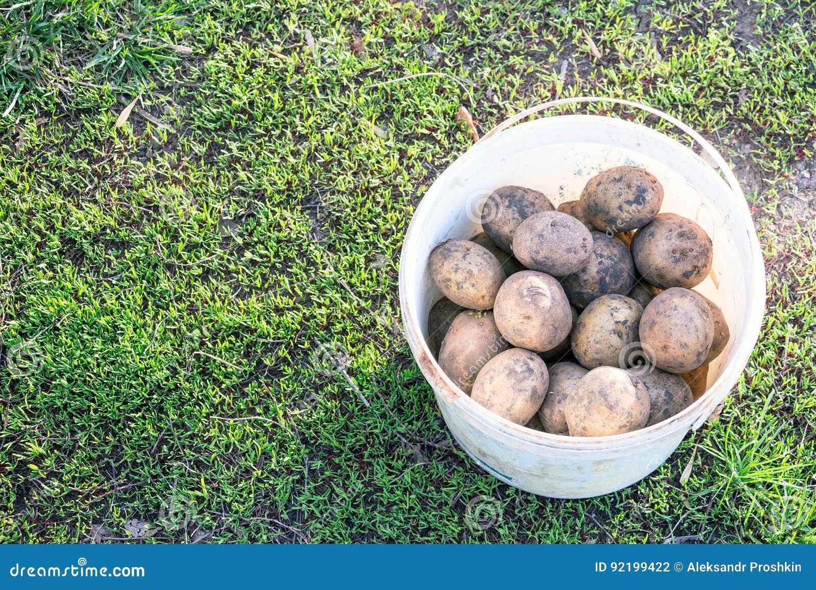 Potatoes in a bucket. stock photo. Image of homegrown - 92199422