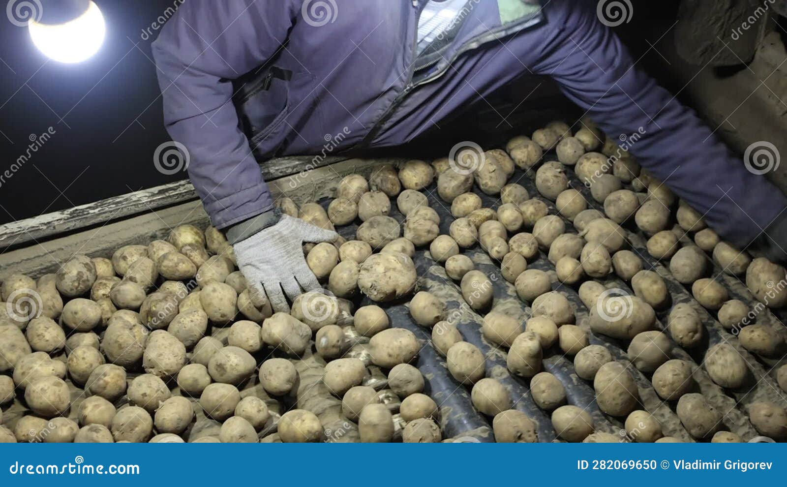 Potatoes on Conveyor Belt, Potatoes Cleaning Sorting Grading Line ...