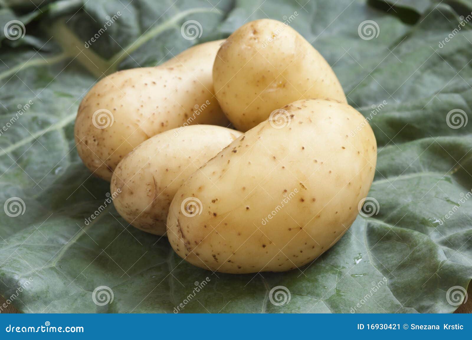 Potatoes close up stock image. Image of clean, plant - 16930421