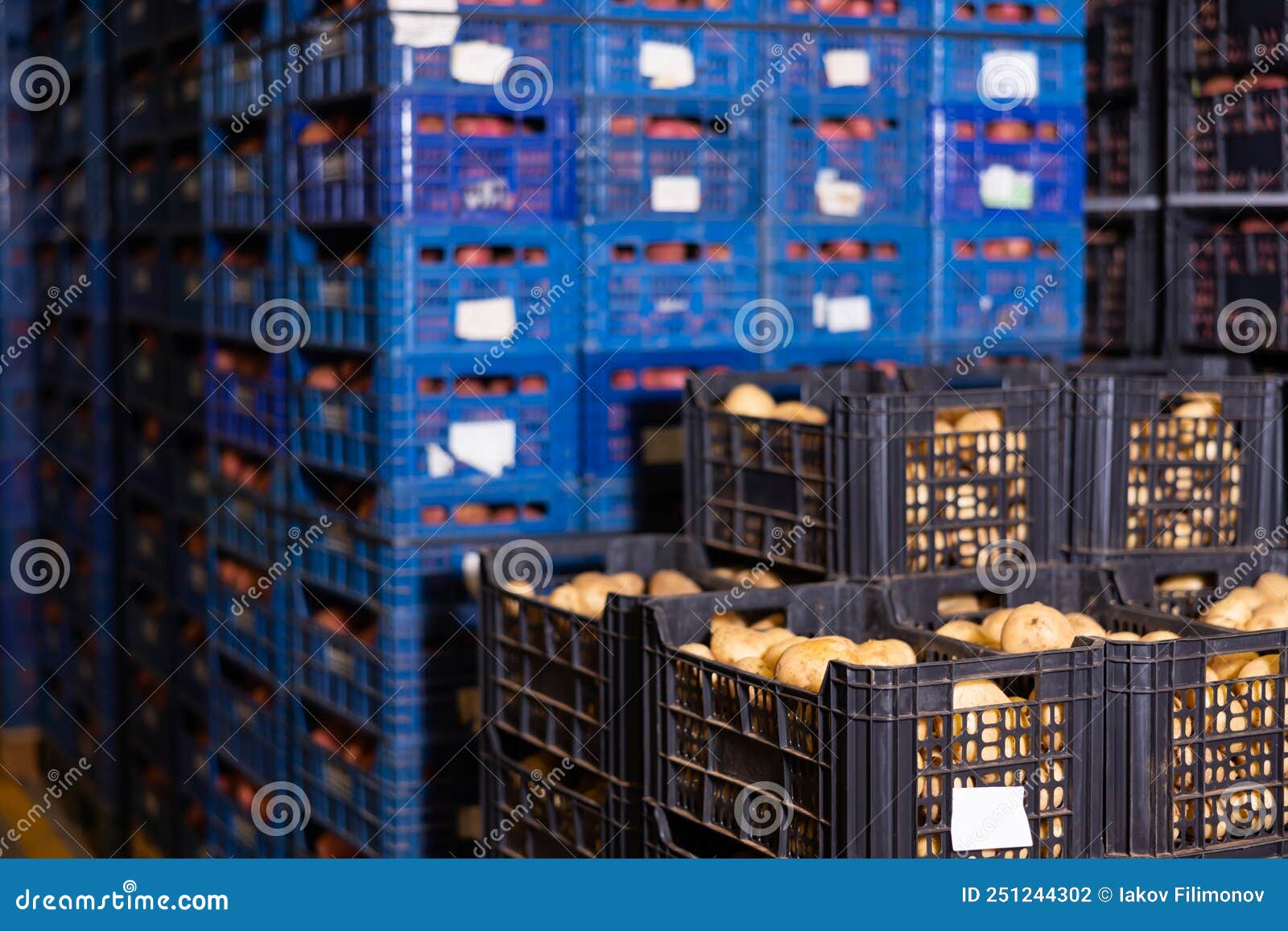 Potatoes in Crates Stacked in Vegetable Warehouse Stock Photo - Image ...