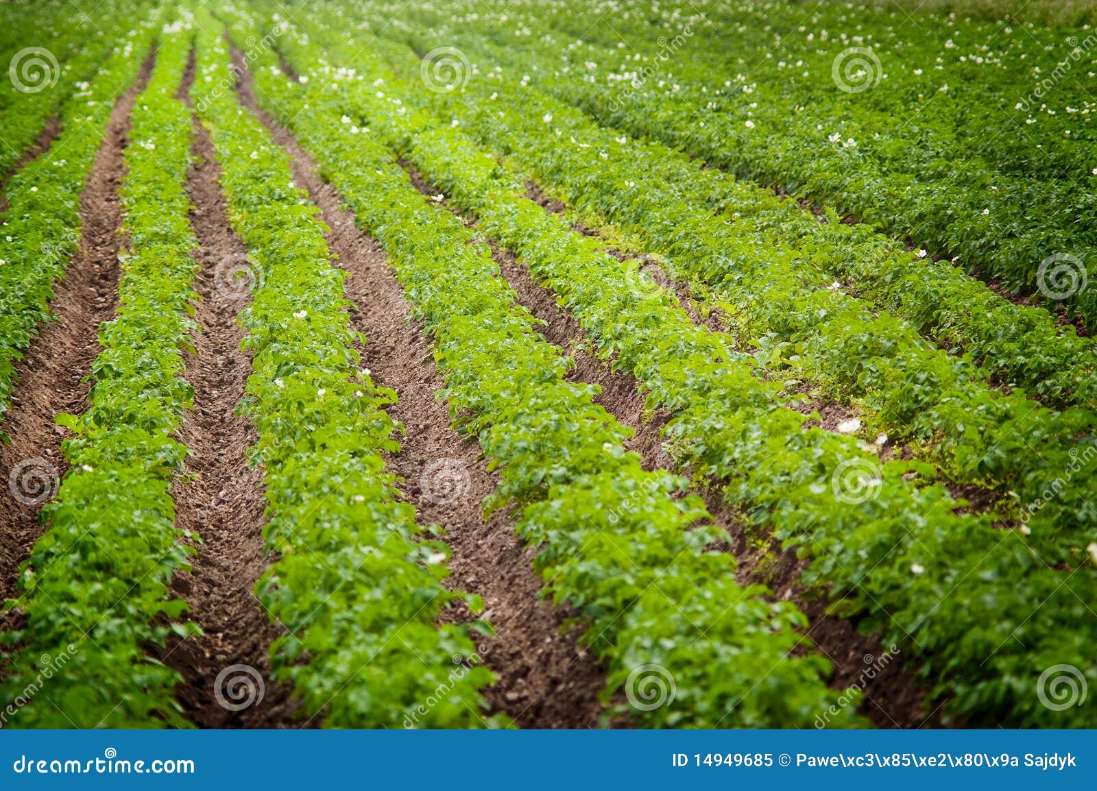 Potatoes cultivation stock image. Image of season, nature - 14949685