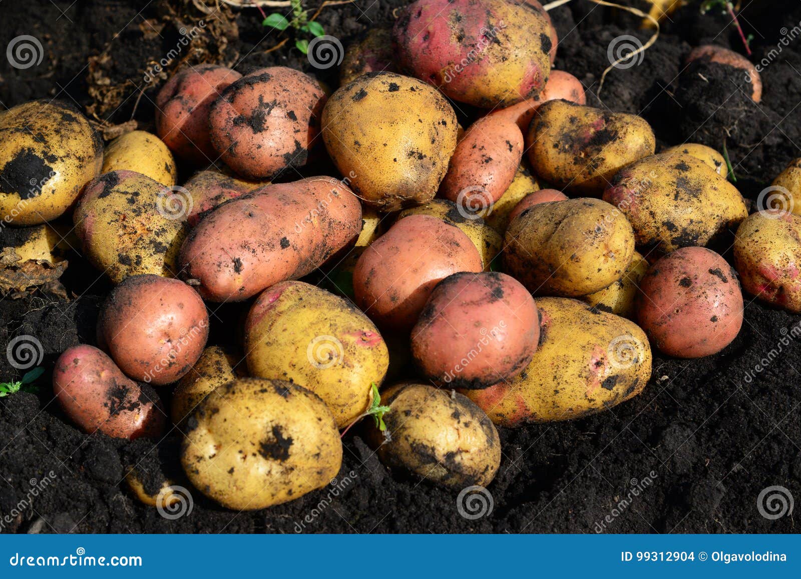 Potatoes of Different Varieties Lie on Ground Stock Photo - Image of ... Potatoes of Different Varieties Lie on Ground Stock Photo - Image of ...