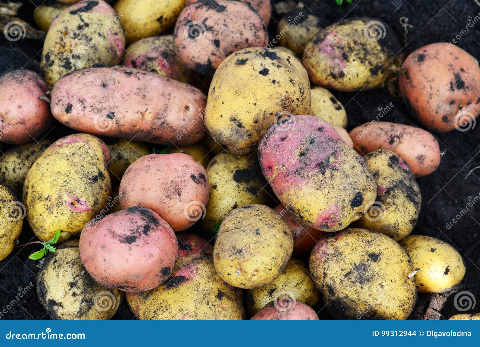 Potatoes of Different Varieties Lie on Ground Stock Photo - Image of ... Potatoes of Different Varieties Lie on Ground Stock Photo - Image of ...